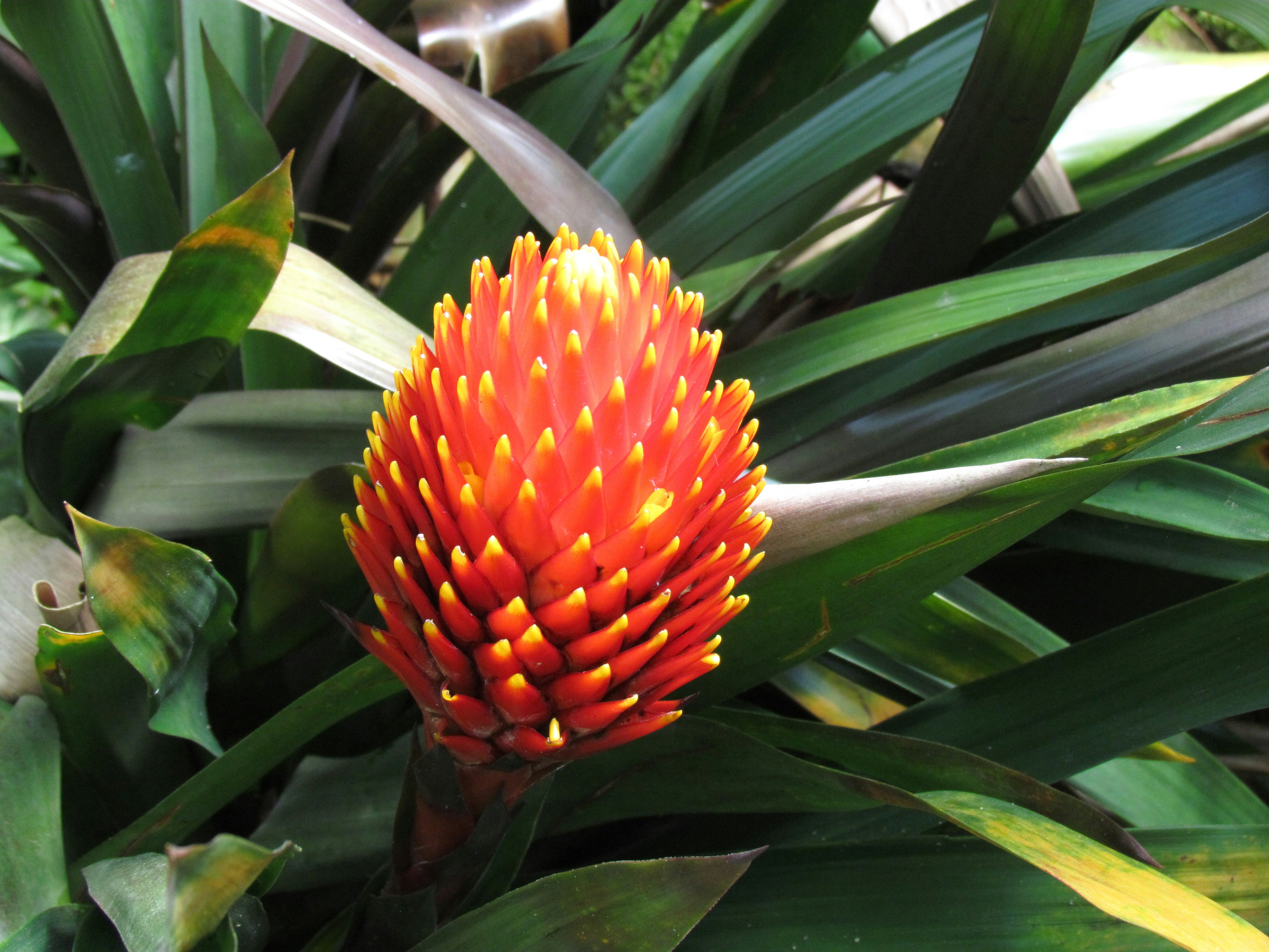 Fire-Checkered Bloom: A Tropical Protea Surrounded by Green Fronds