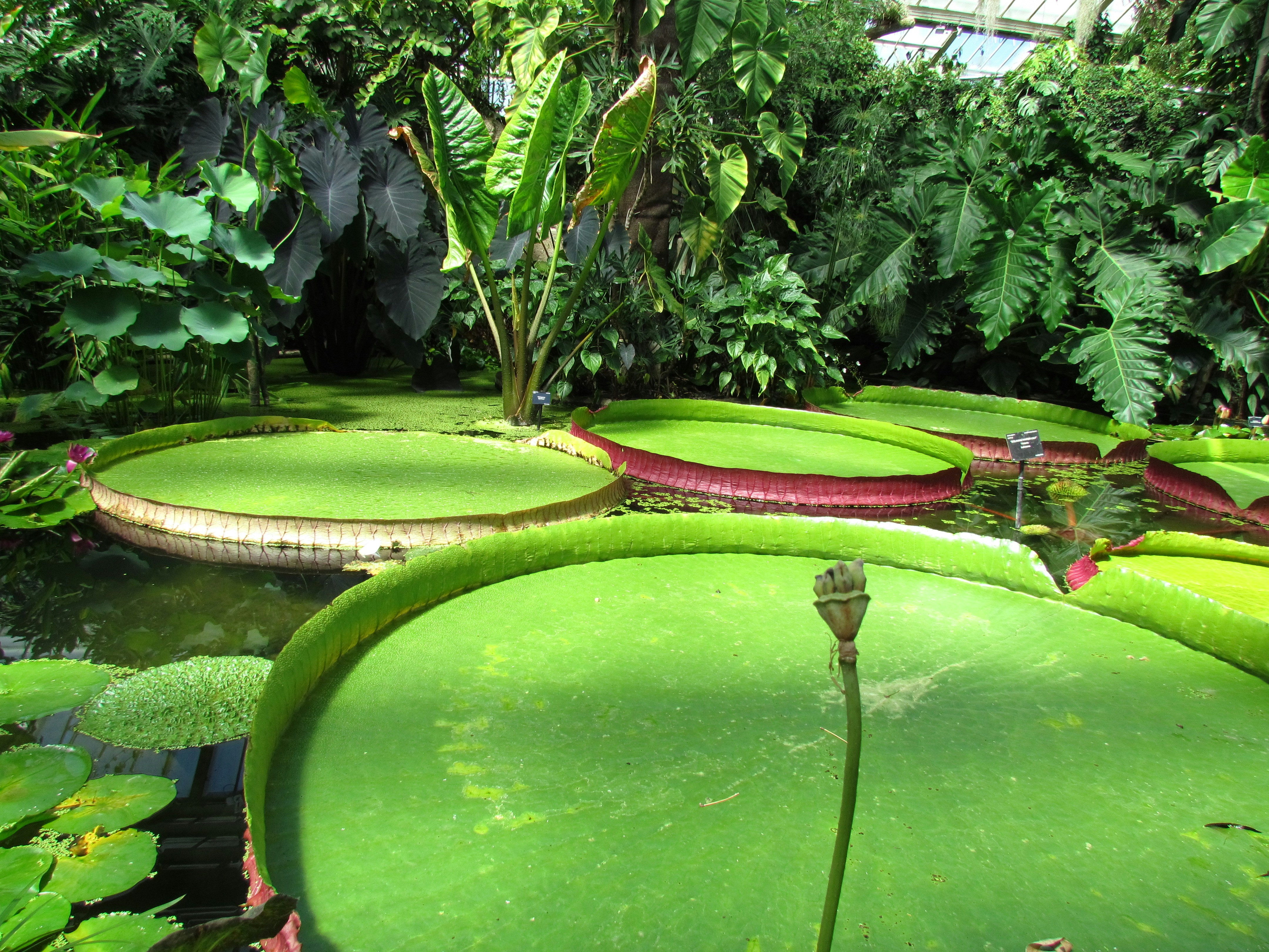 Emerald Pond Circles: A Quiet Garden of Giant Lily Pads