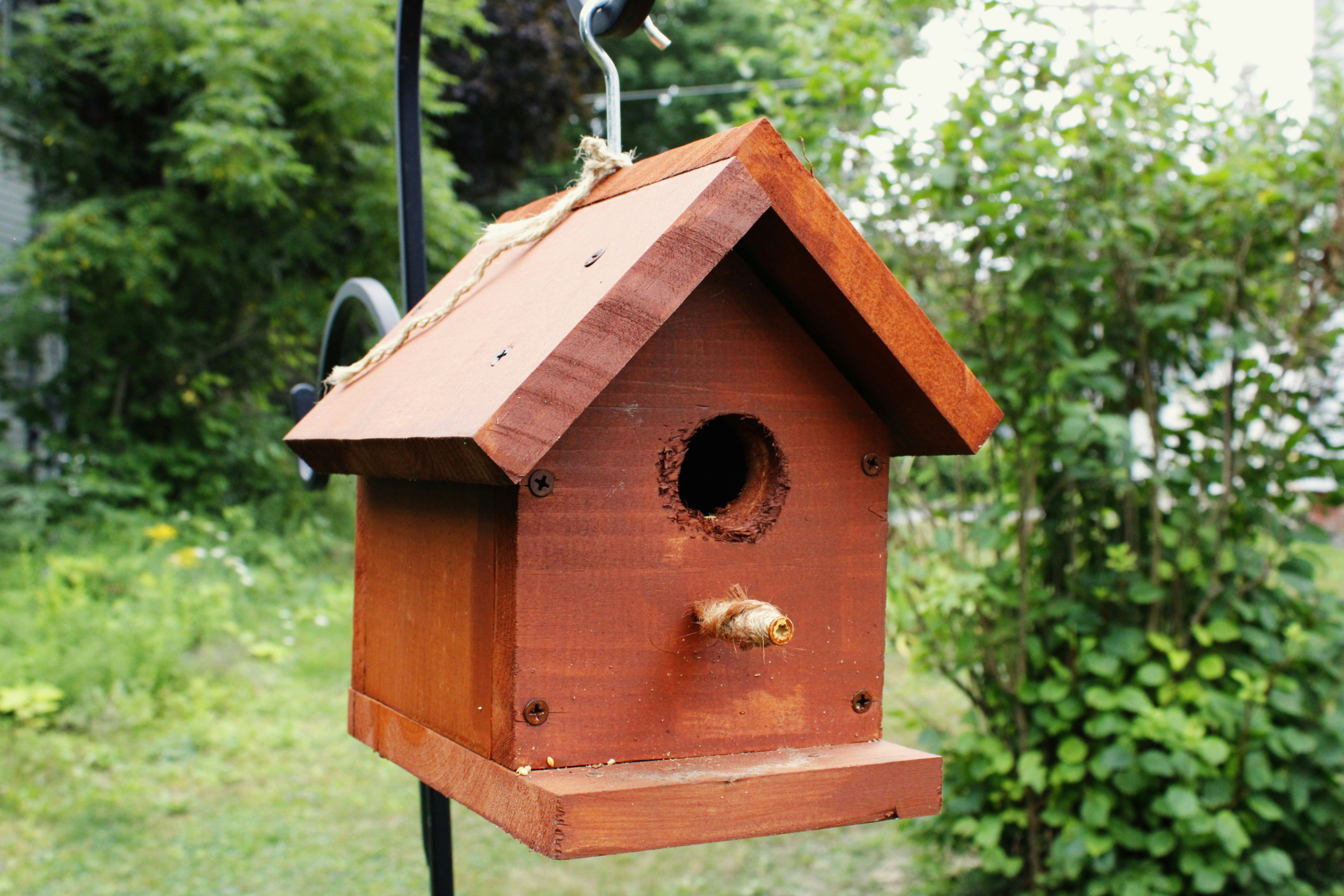 Birdhouse in a Quiet Garden: Cedar Home Beneath Green Canopy