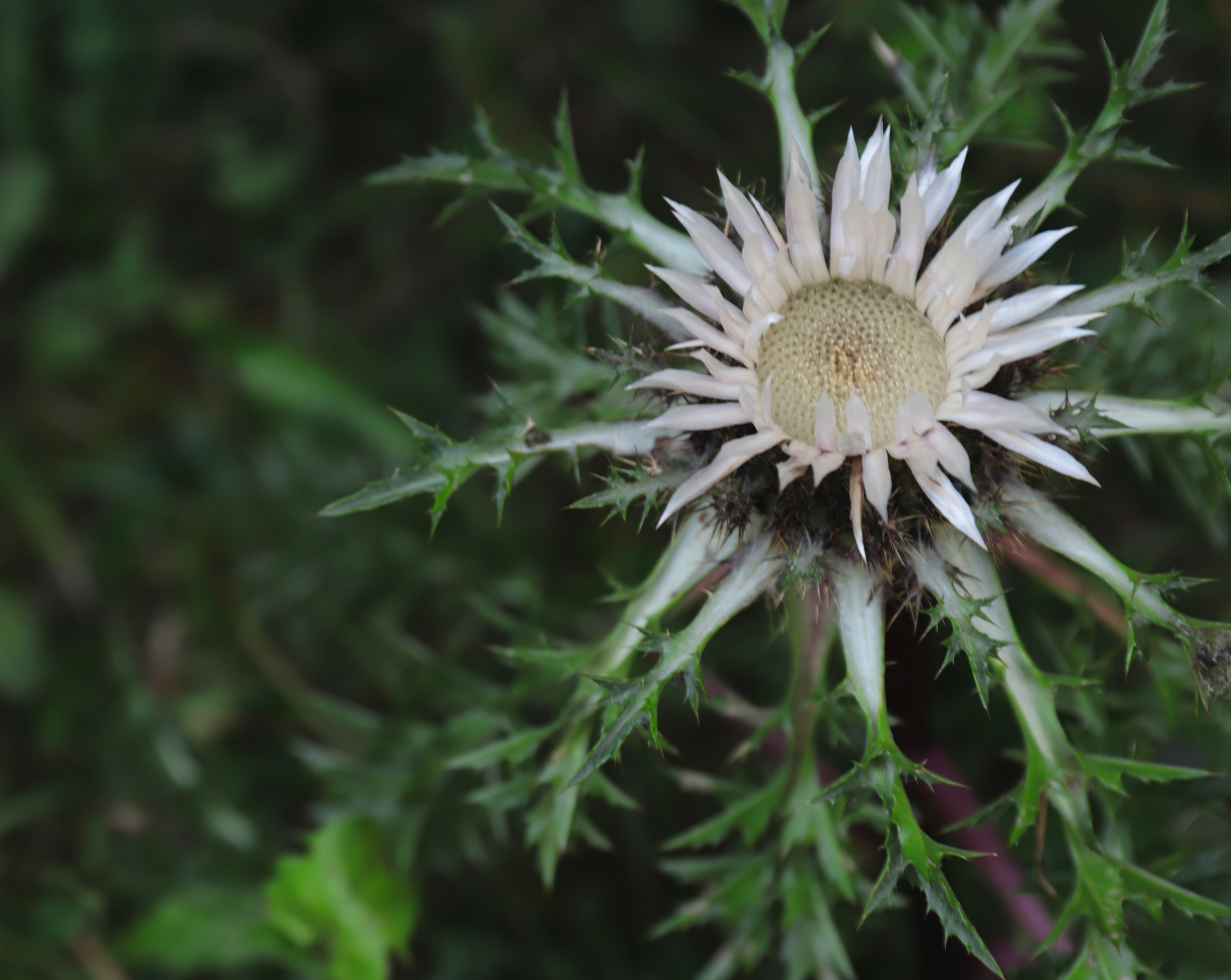 Desert Crown in Focus: A Spiky Bloom Reaching into Green Quiet