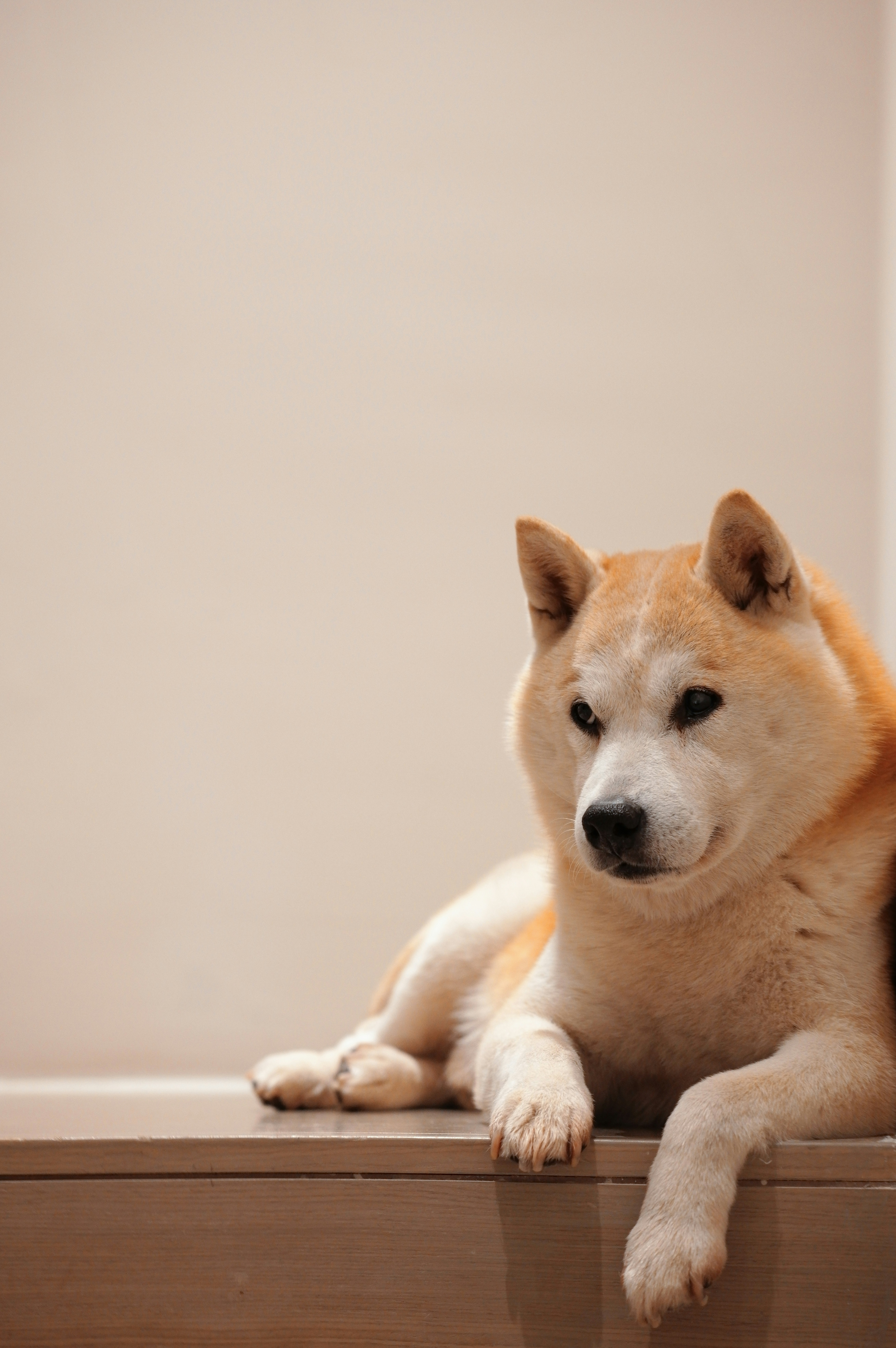 Warm-toned Shiba lying on a wooden surface, resting calmly with paws draped over the edge; minimal background, soft indoor lighting.
