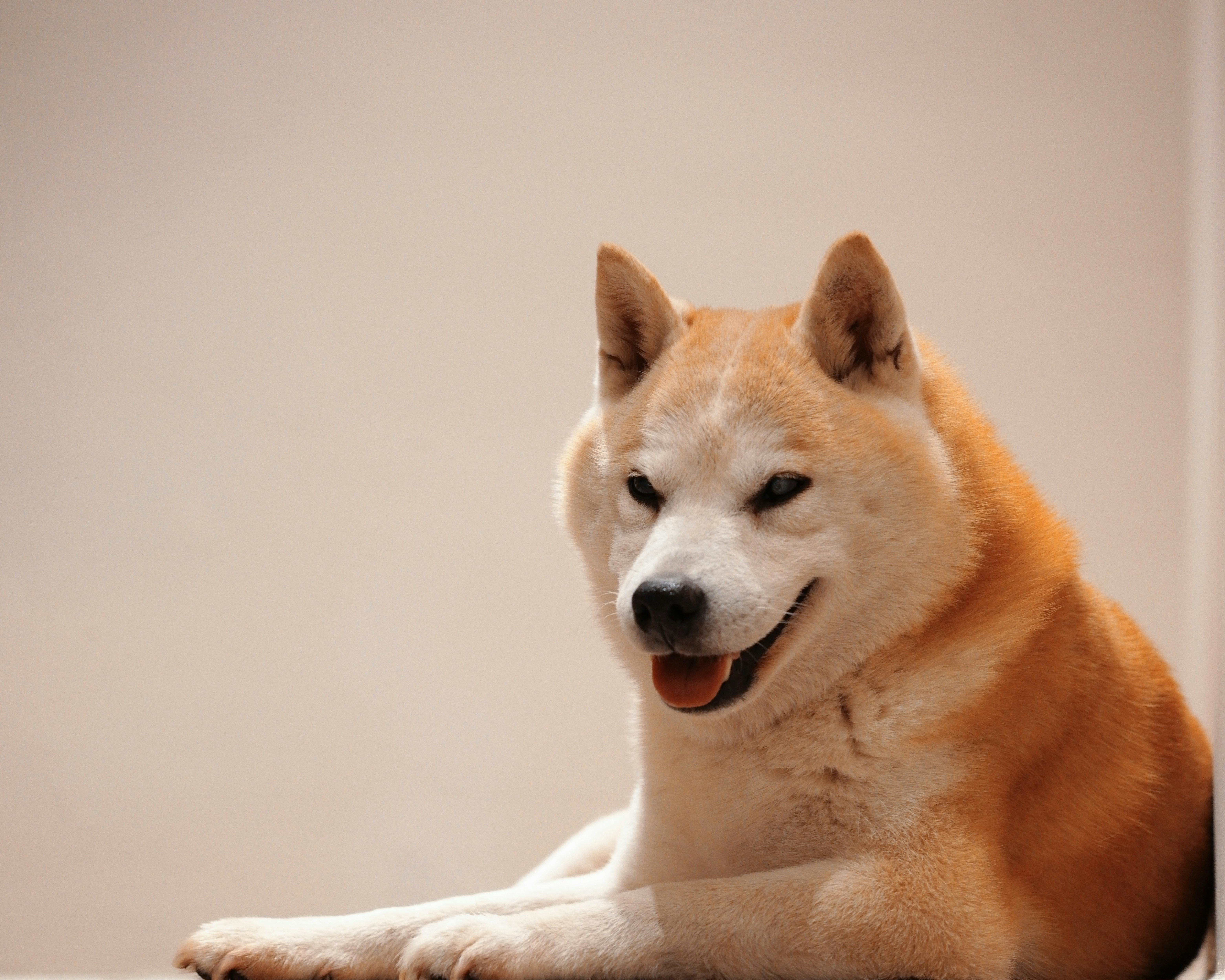 Shiba Inu resting with a gentle smile under warm indoor light, the face and eyes forming the primary focal point.
