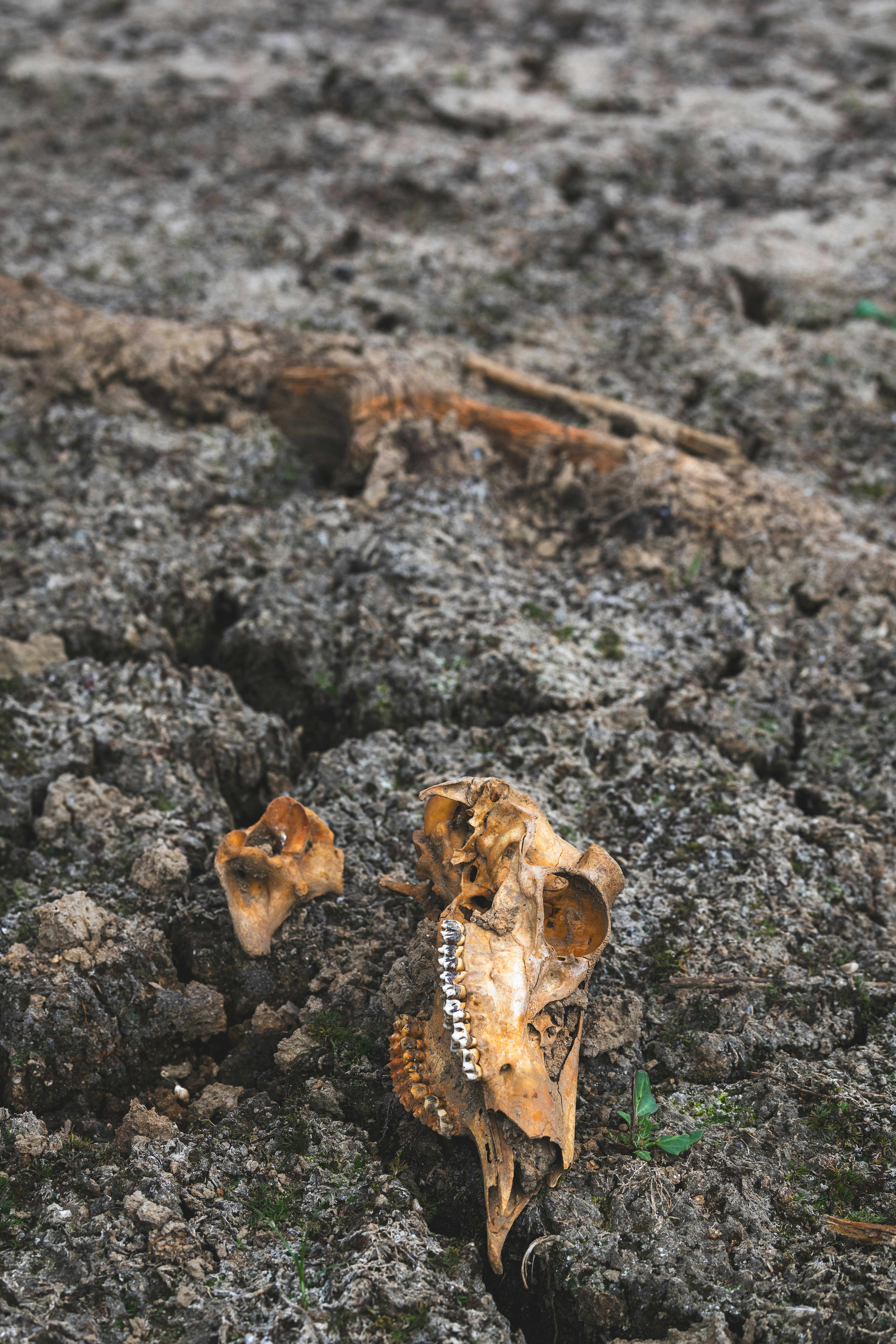 Desiccated Skull in Cracked Ground