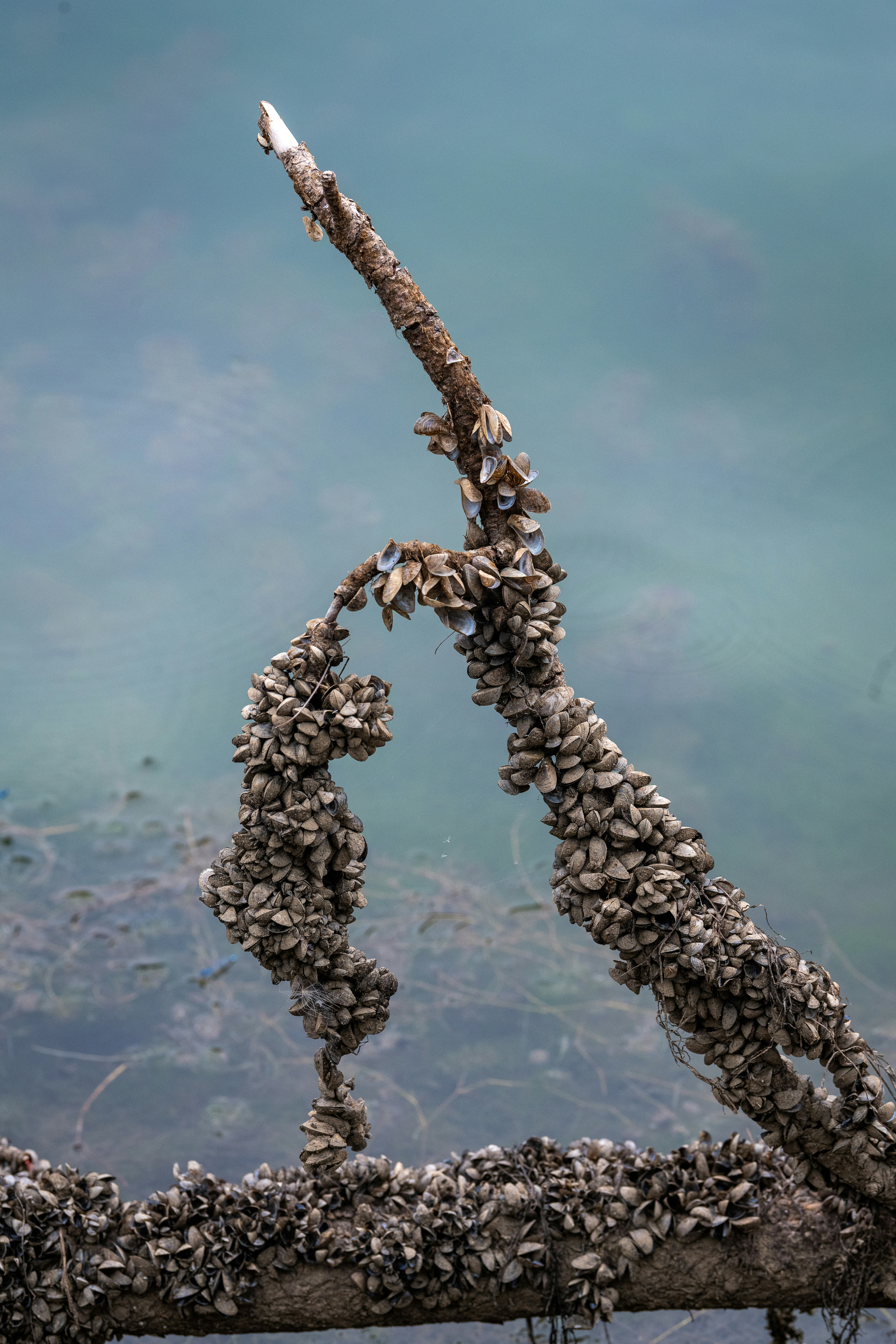Barnacle-covered Branches Reach Toward a Quiet Lake