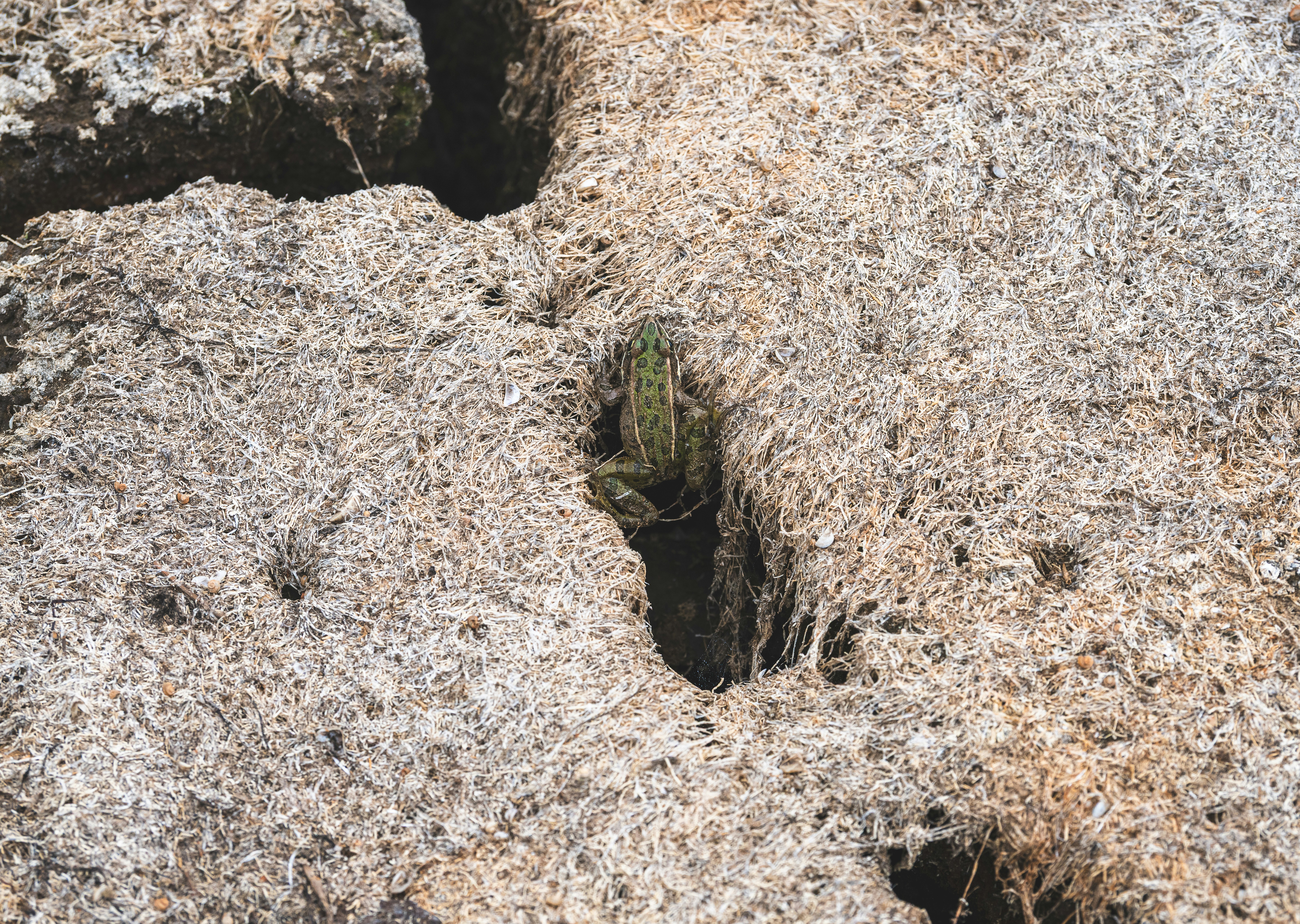 Green Sprout in a Canyon of Weathered Stone