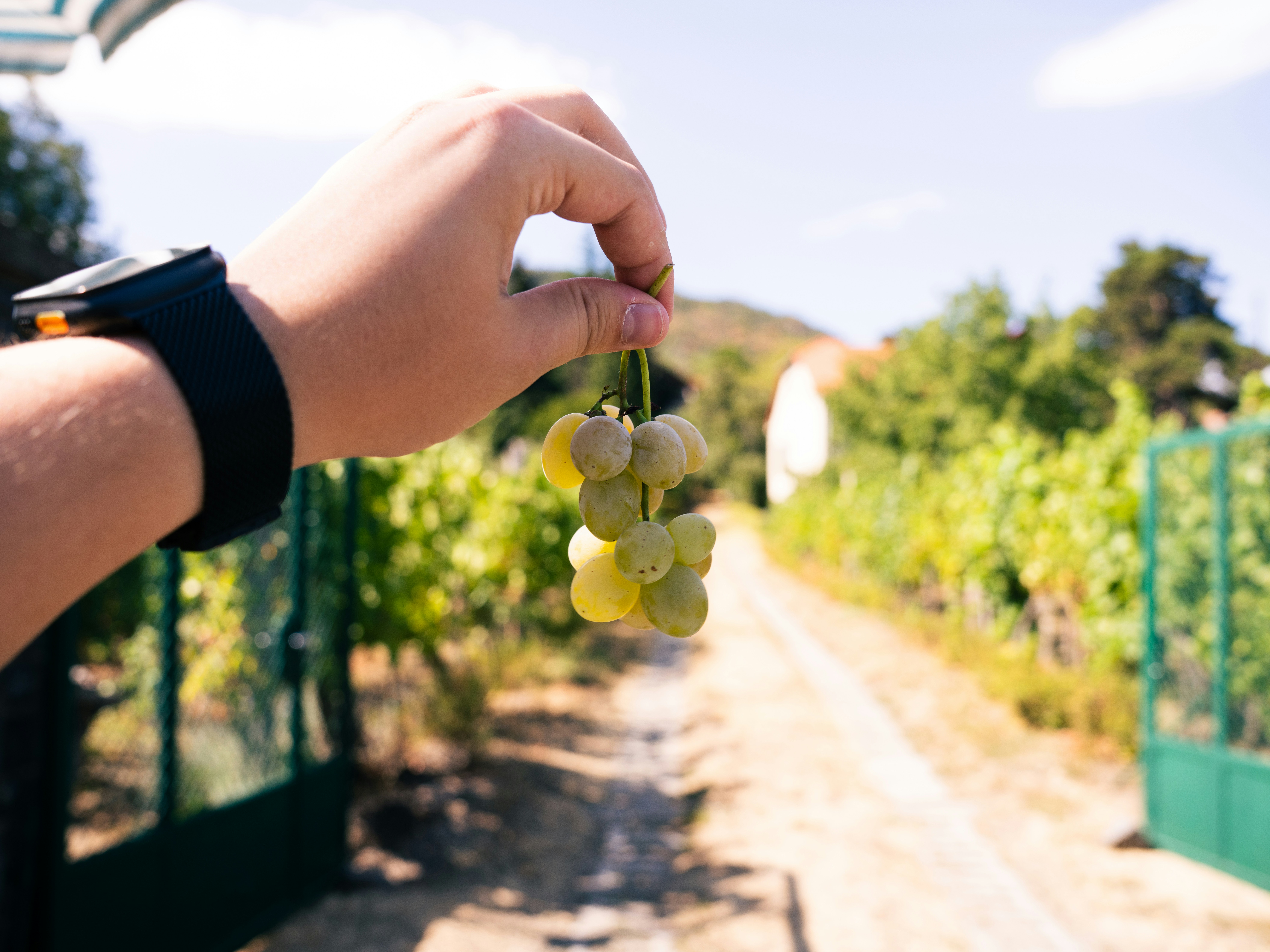 Handful of Grapes: A Vineyard Pathway in Focus