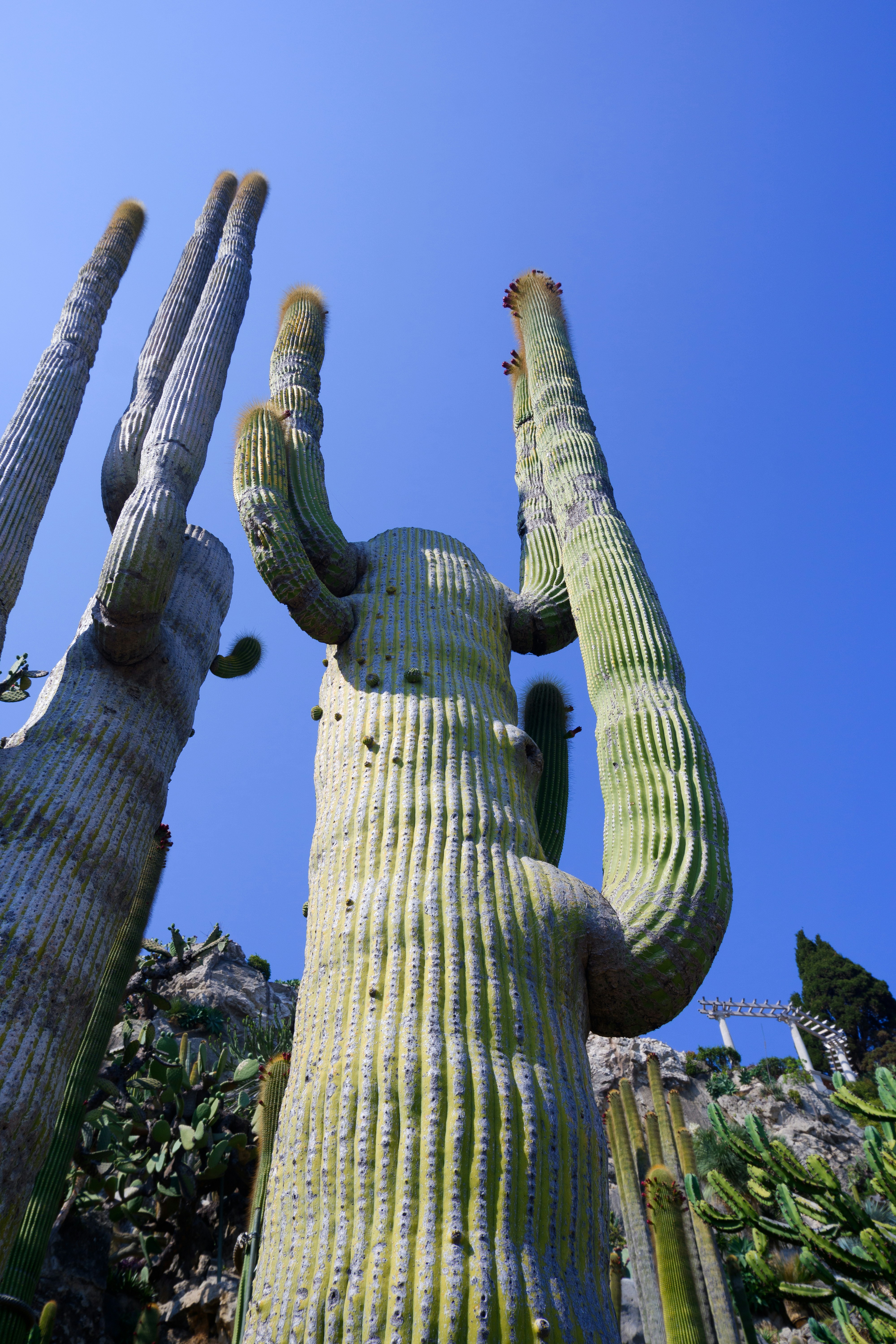 Azure Sky Over Twin Cacti: An Arid Monument Reaching for Height