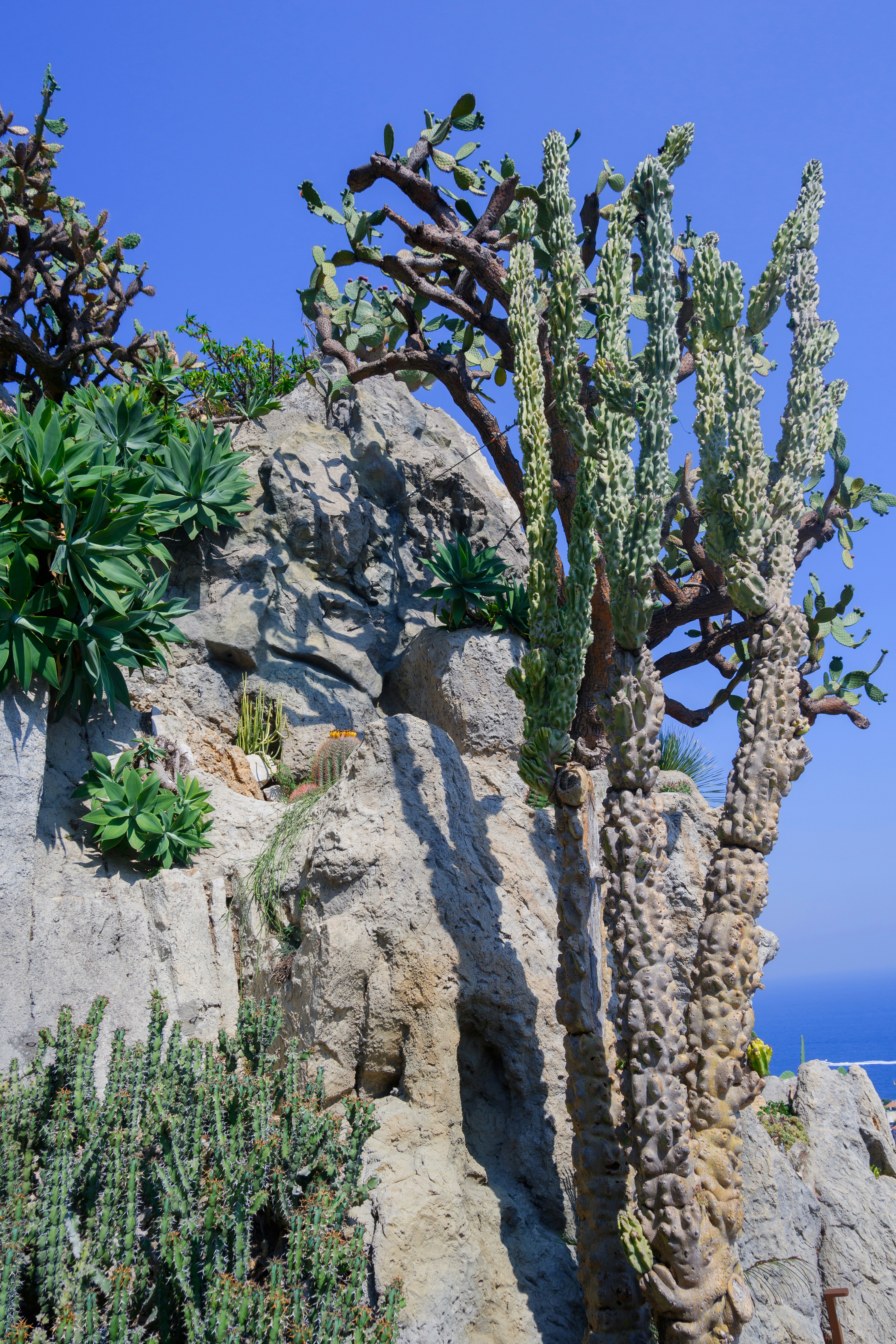 Cactus Sentinels over a Sunlit Cliff