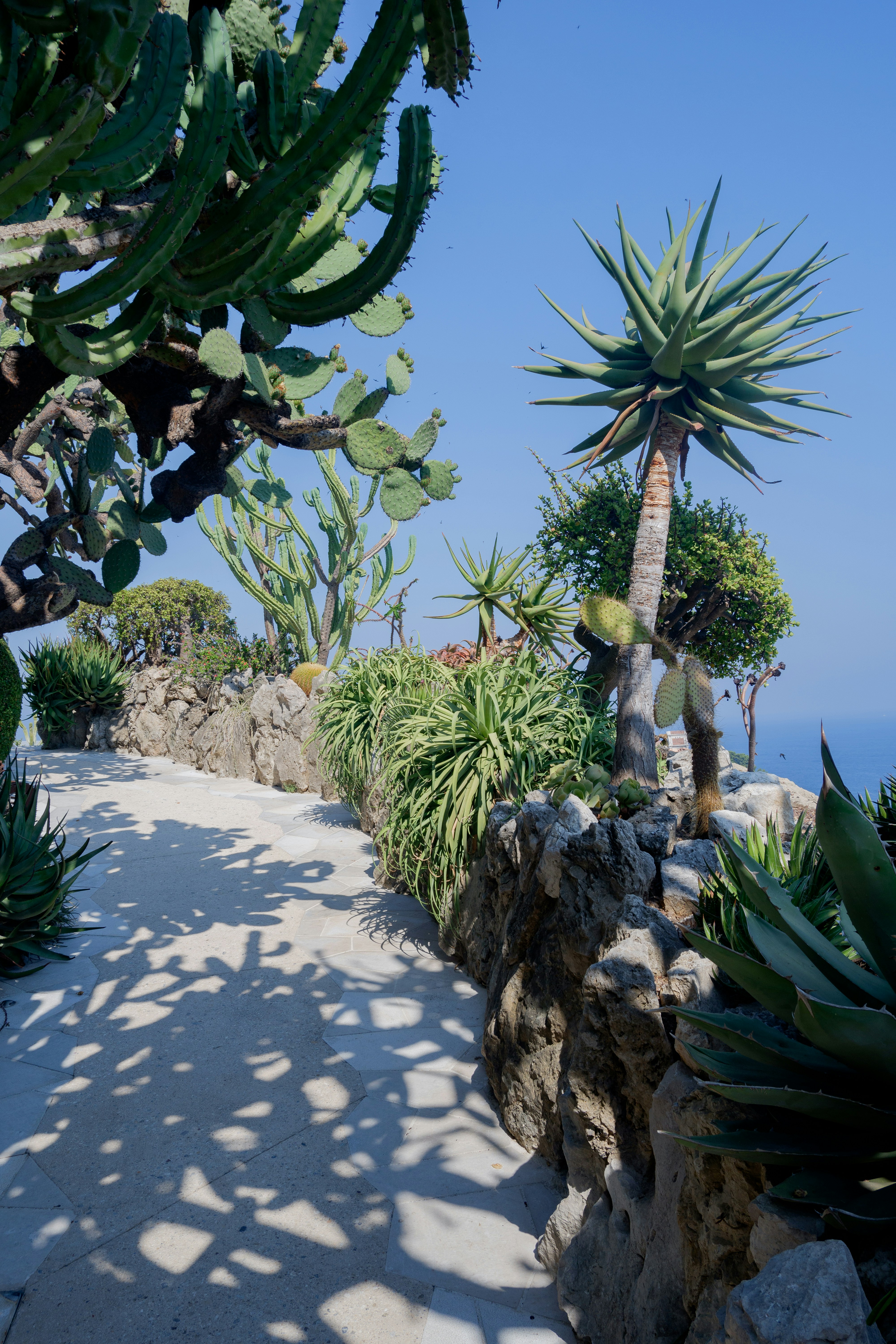 Sunlit Garden Path Along a Cliffside with Cacti and Succulents