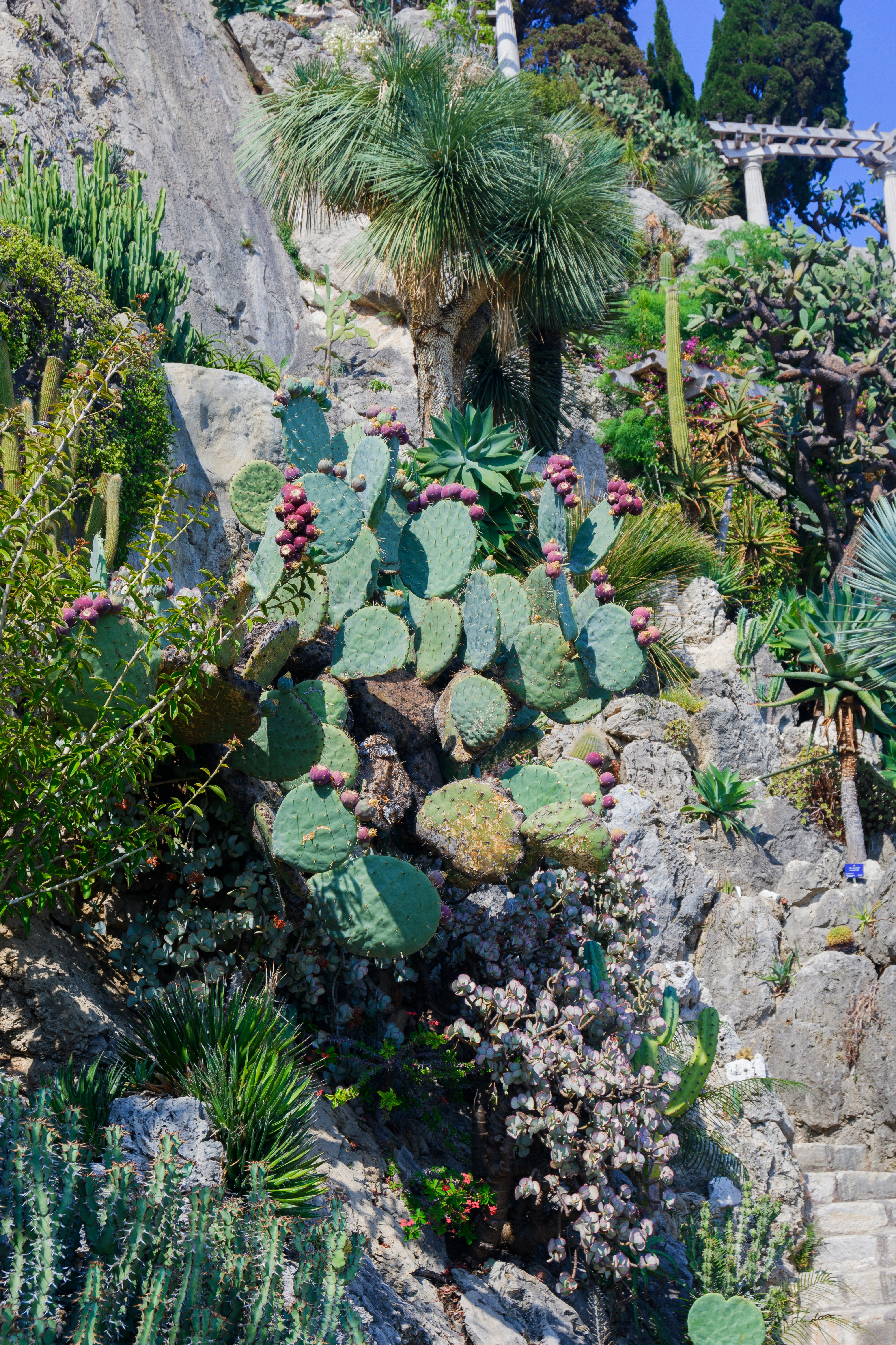 Desert Garden Staircase: A Cascade of Cacti and Succulents among Stones