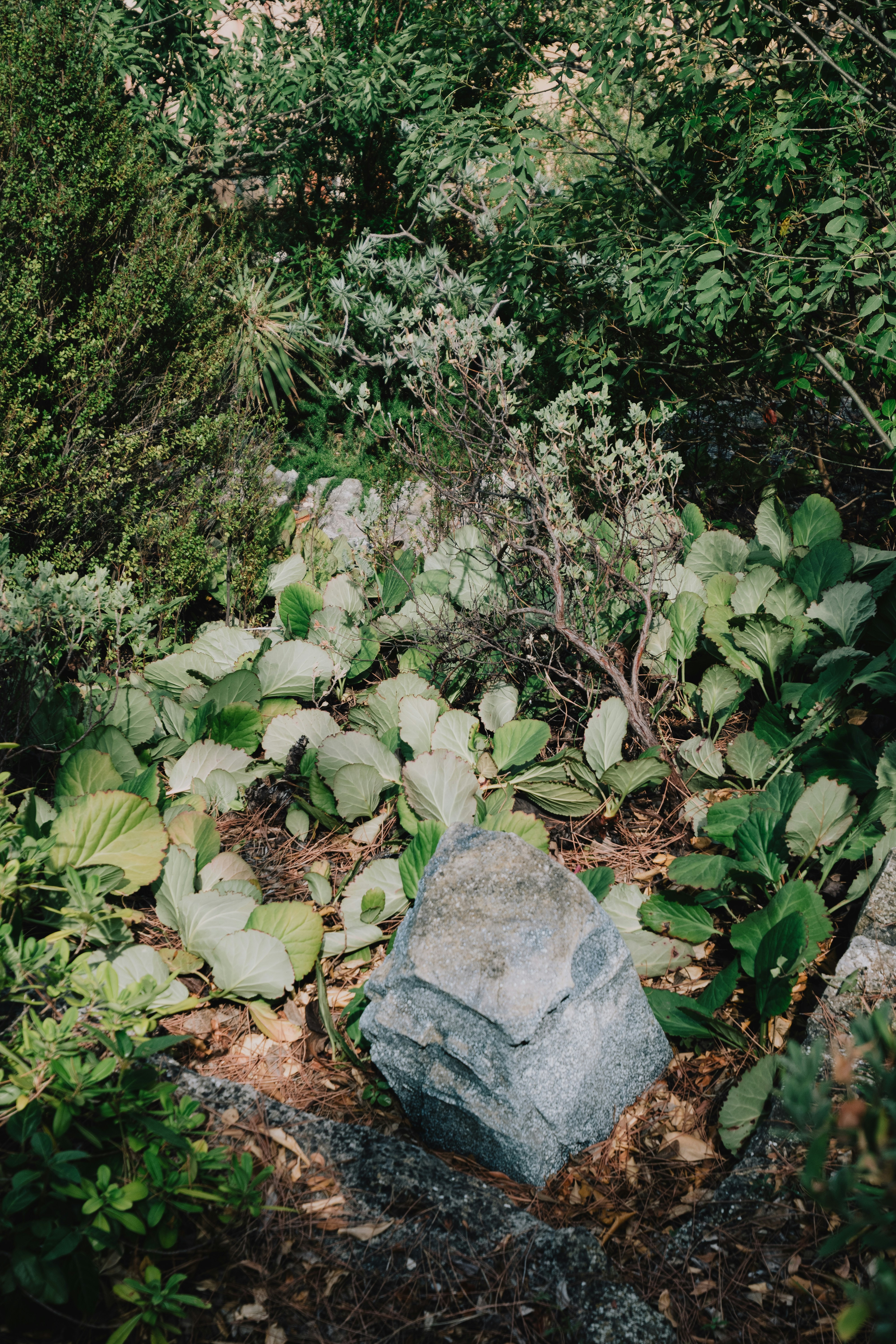 Stone Obelisk Surrounded by Greenery in a Quiet Garden