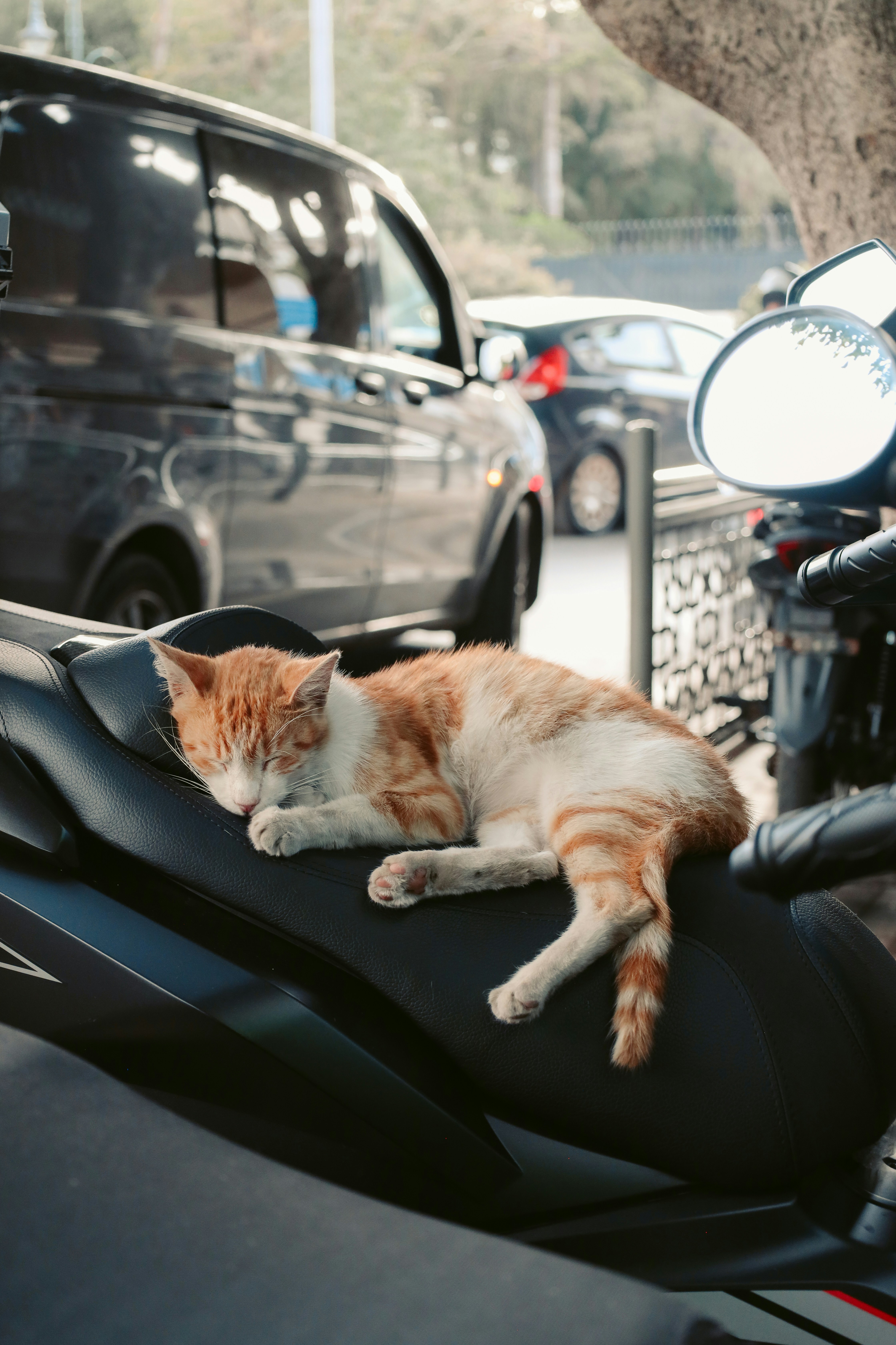 Orange-white cat resting on a motorcycle seat in an urban scene with parked cars; a calm moment amid city activity.