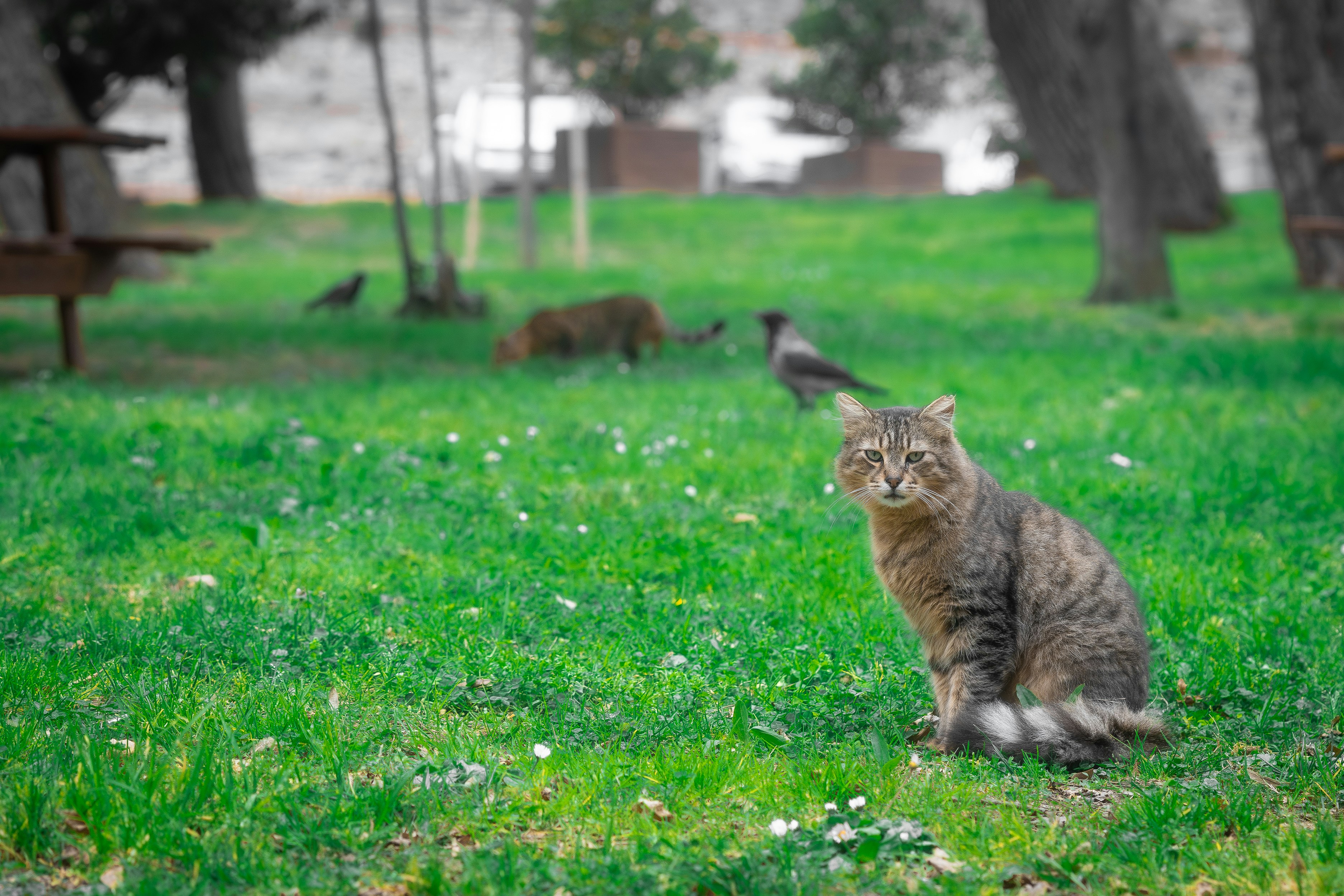 Curious Feline at the Park Edge