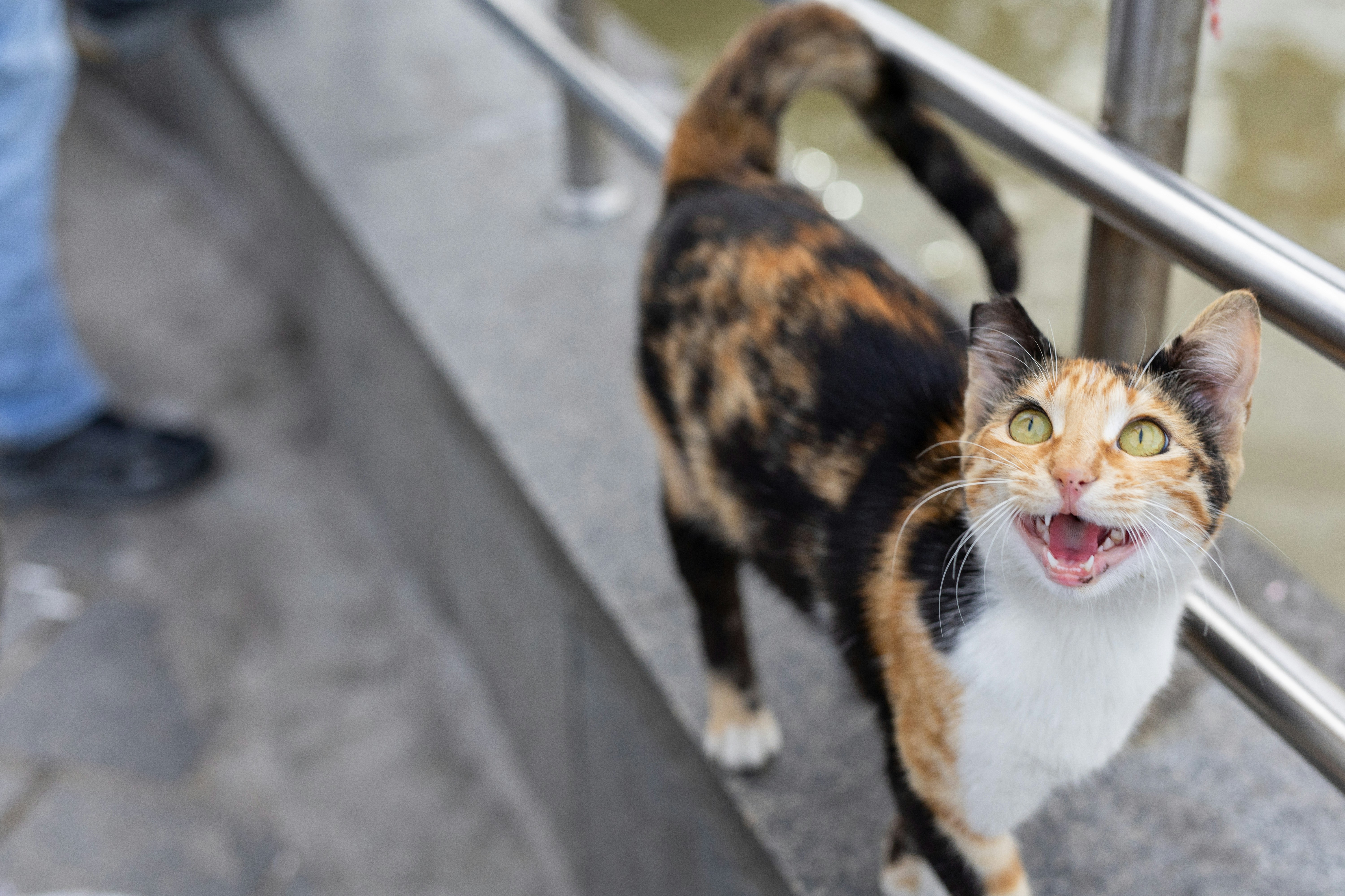 Curious Calico Cat Finds the Frame