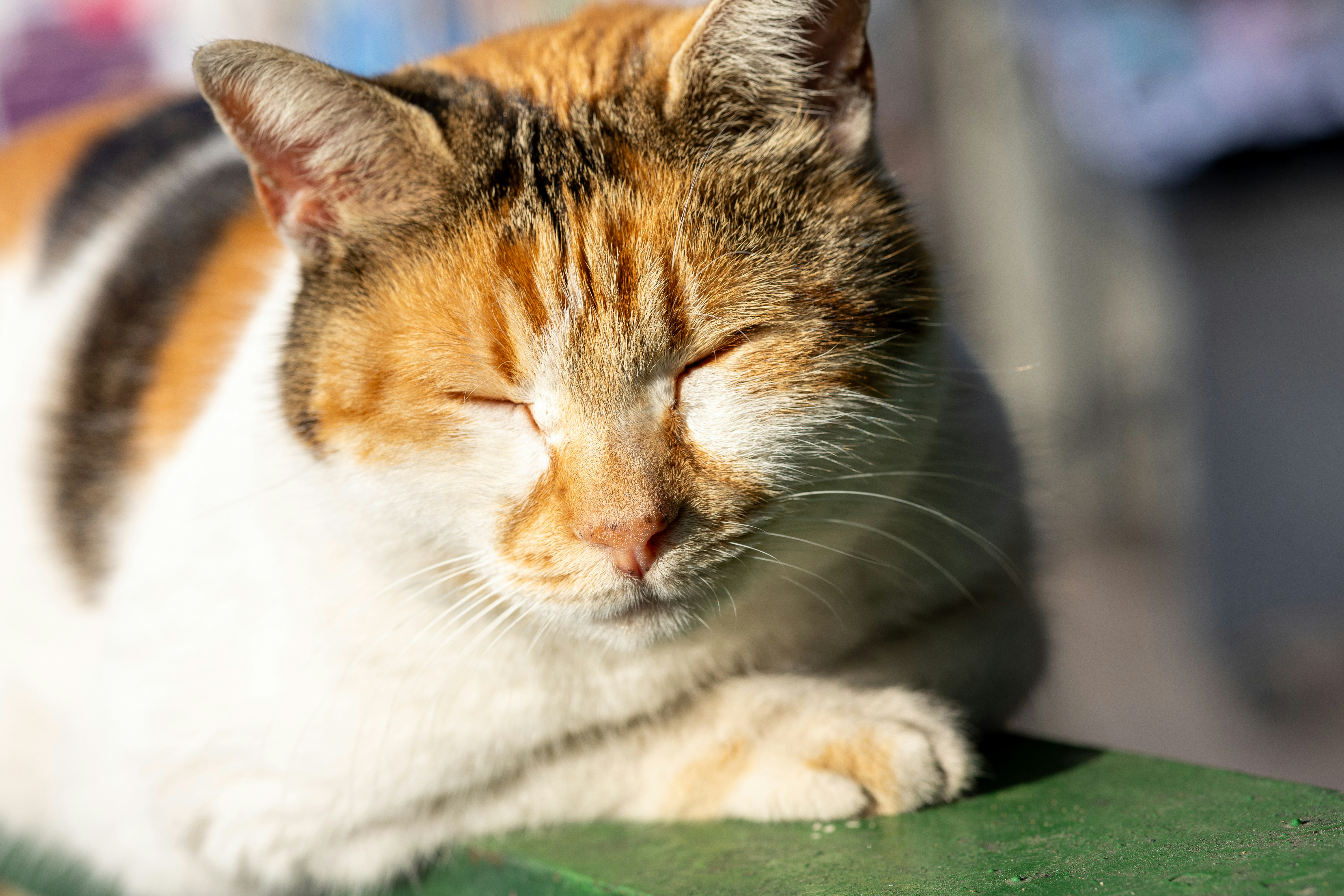 Sunlit Calico Slumber: A Quiet Moment of Afternoon Warmth