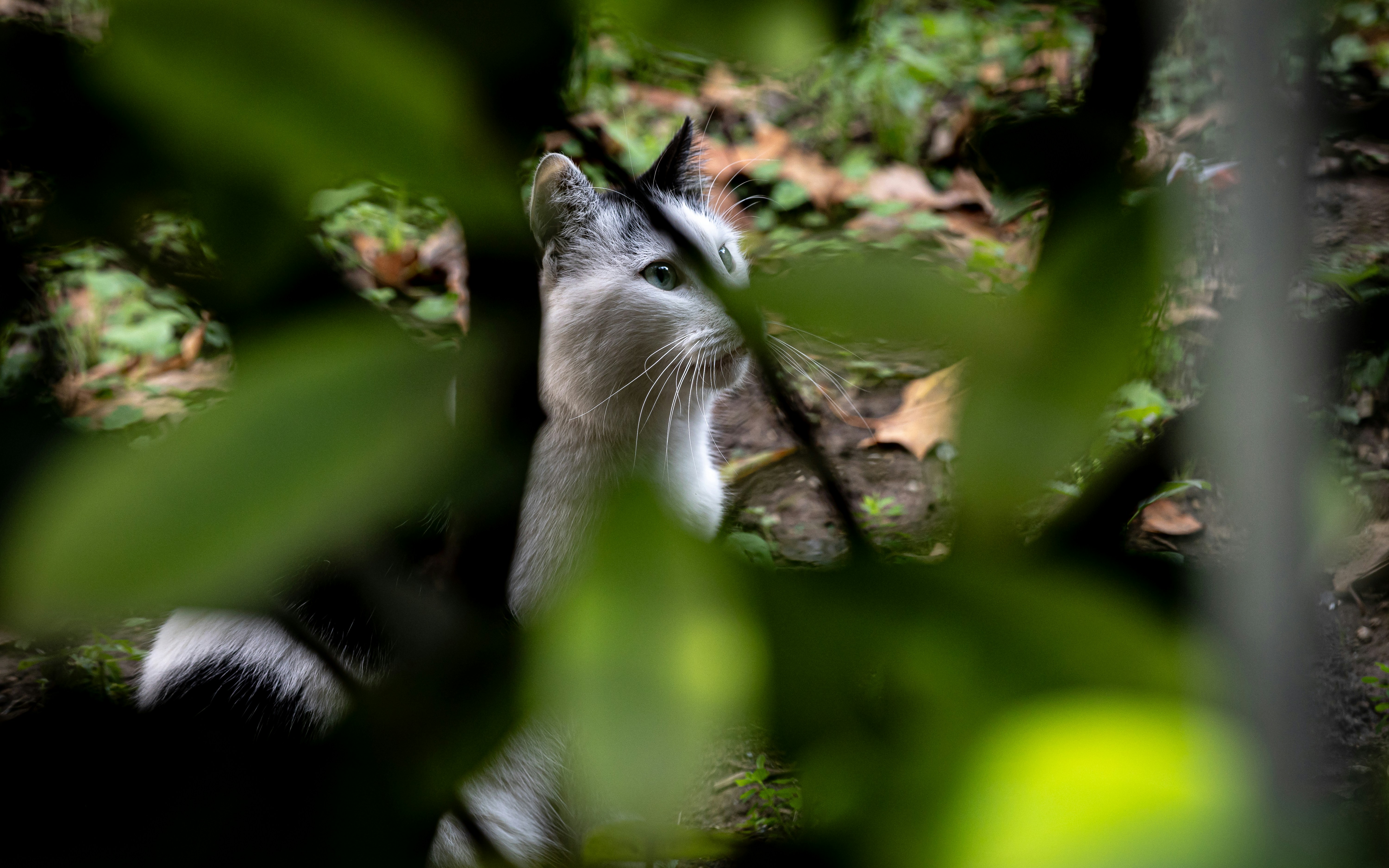 Hidden Whiskers: Cat Pricked by Forest Light