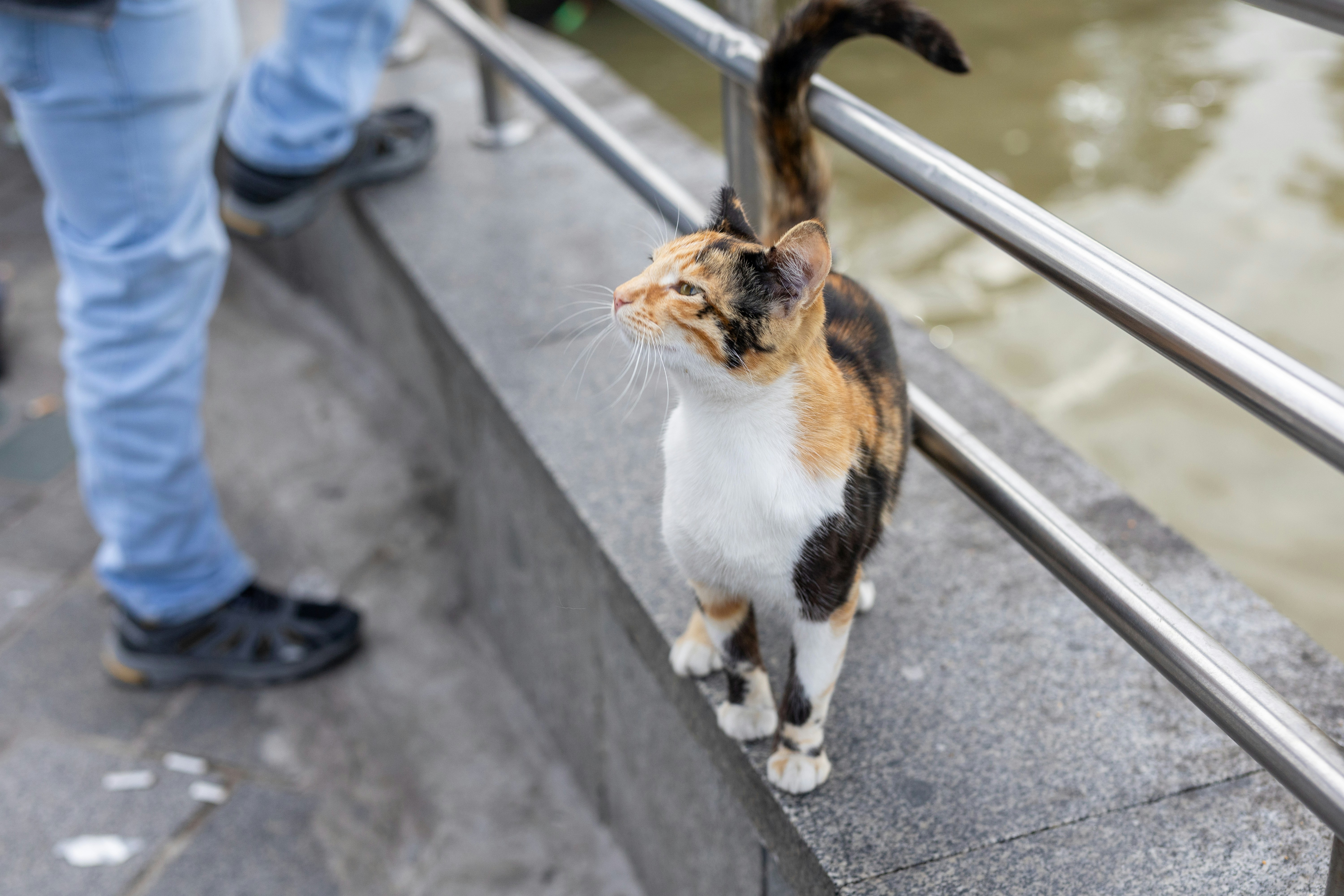Curious Calico at the Rail: A Cat's Gaze Toward the River