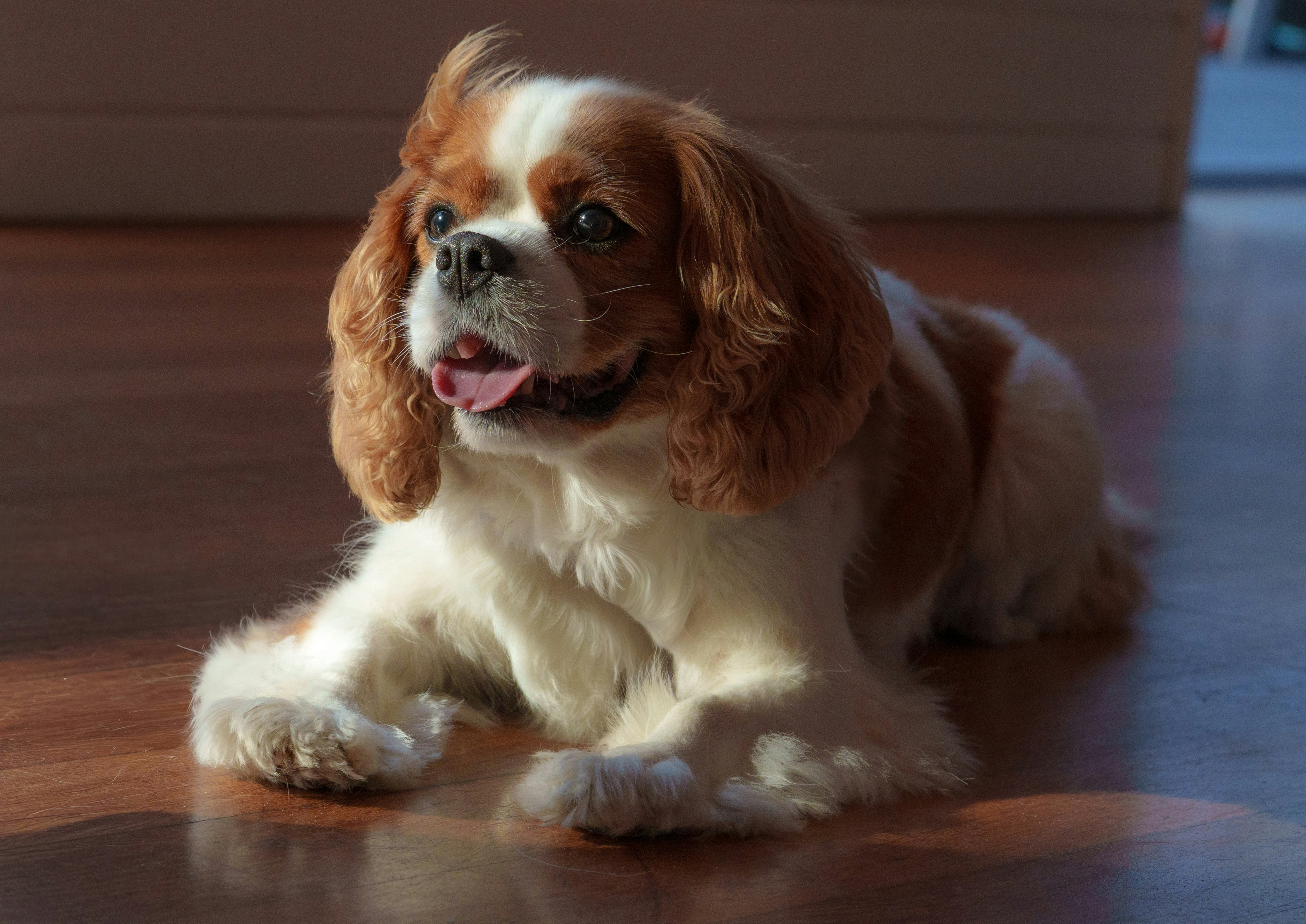 Cozy Cavalier in Warm Spotlight
