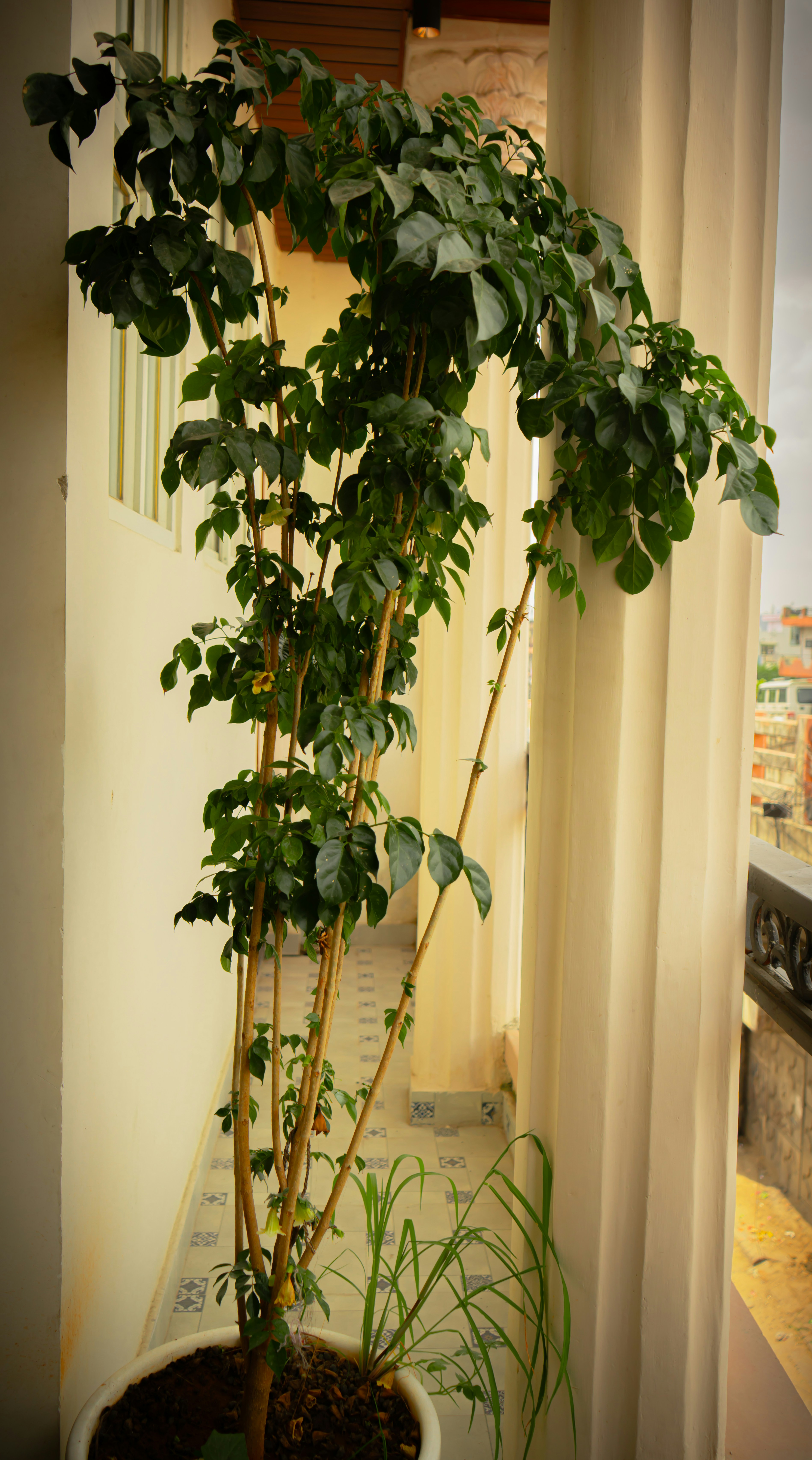 Indoor Balcony Fiora: A Verdant Corridor of Potted Trees