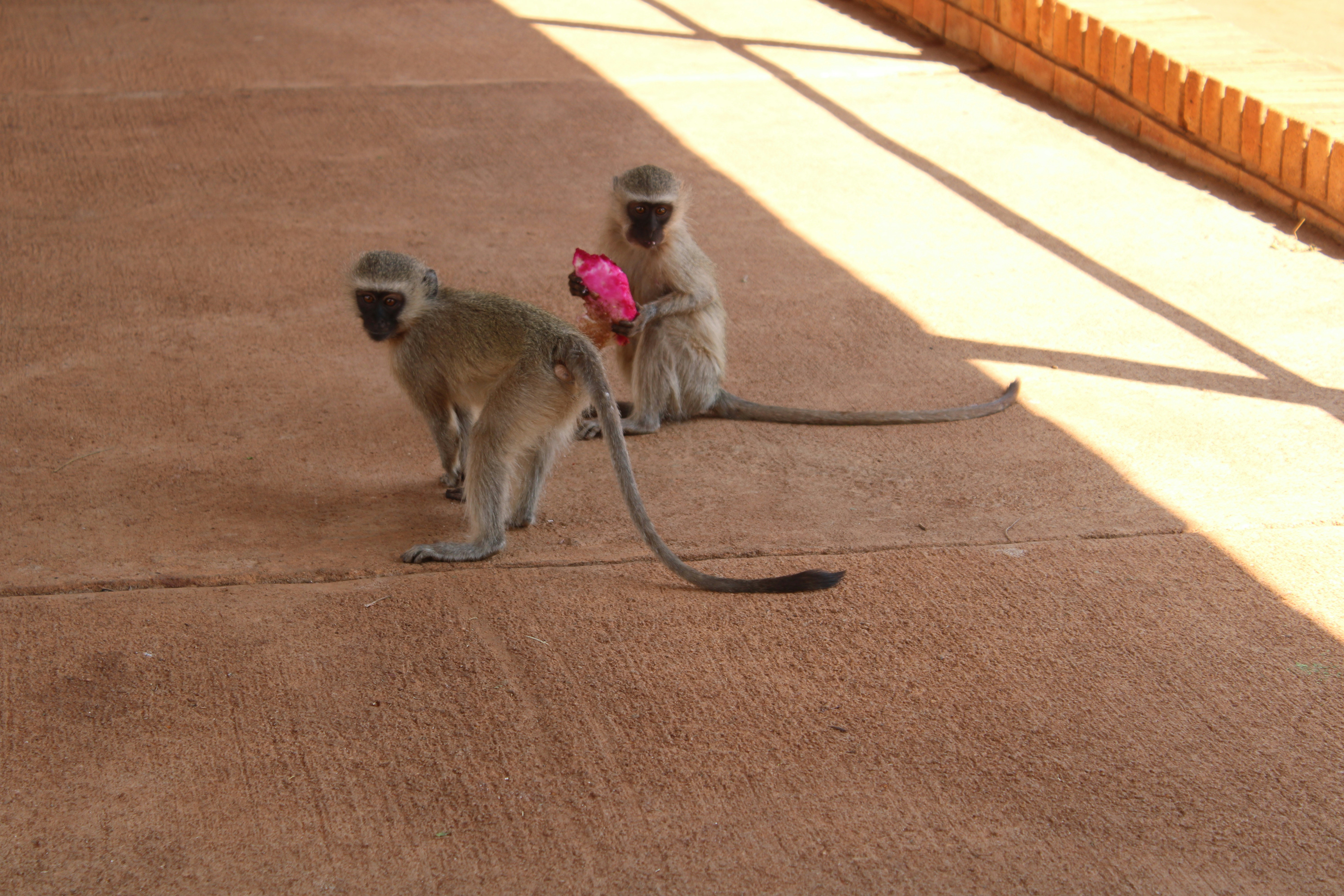 Three monkeys gather on a sunlit, reddish-brown courtyard, with one holding a bright pink flower. The scene emphasizes playful interaction and natural textures of the ground and shadows.