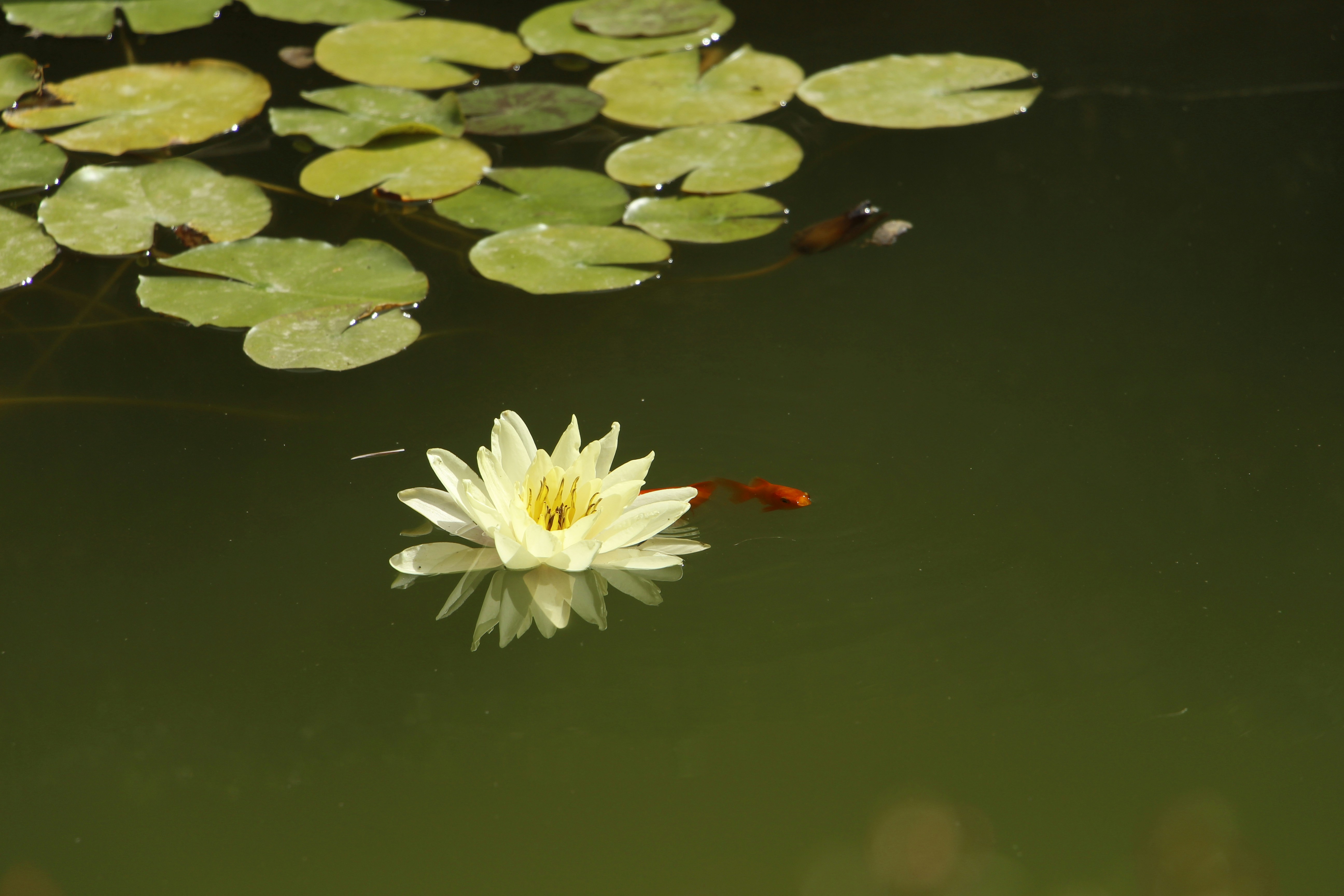 White Waterlily in Quiet Pond: A Solitary Bloom Mirrors Its Ripple