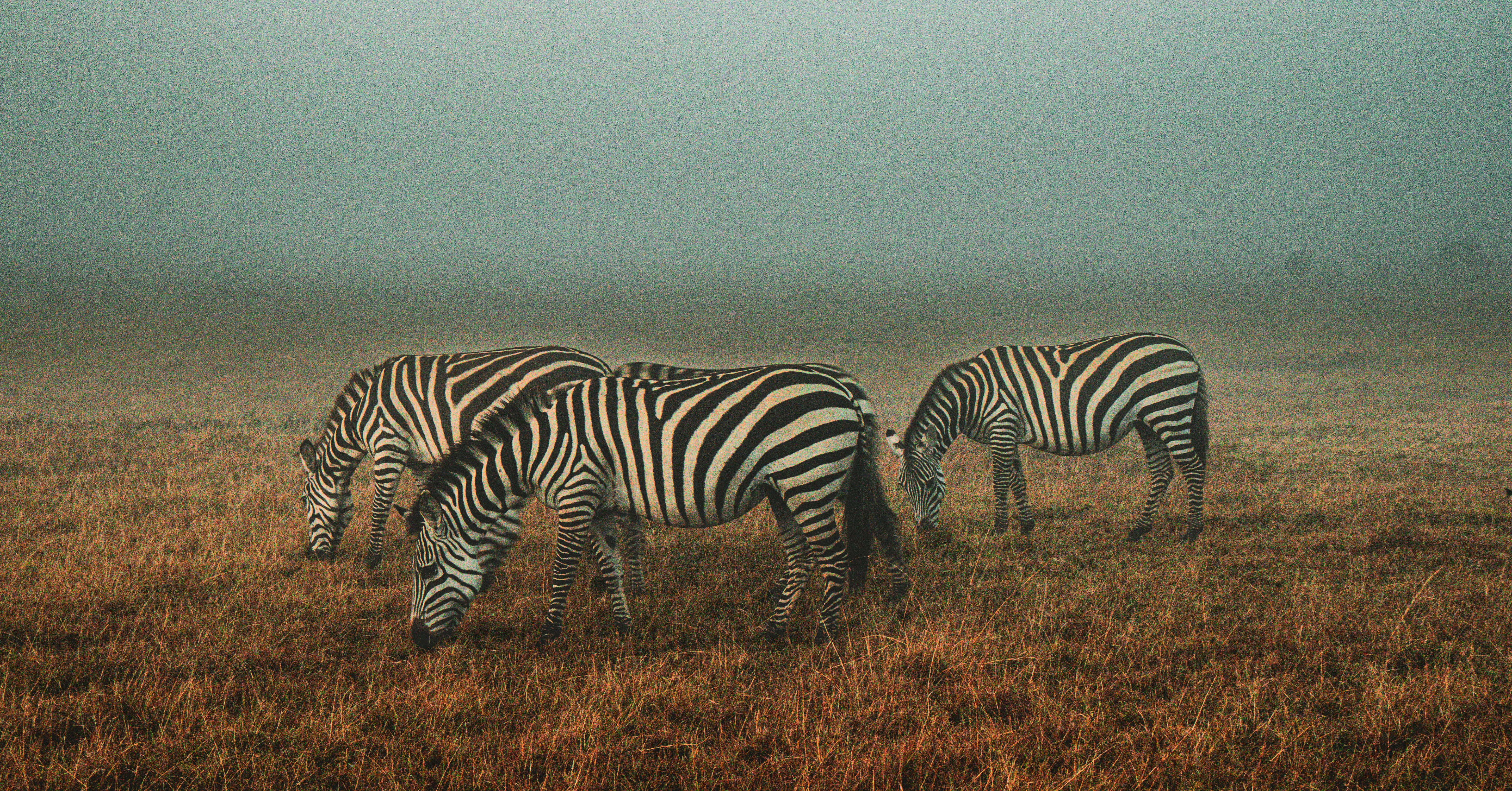 Herd of Zebras Beneath a Misty Sundown Preserve
