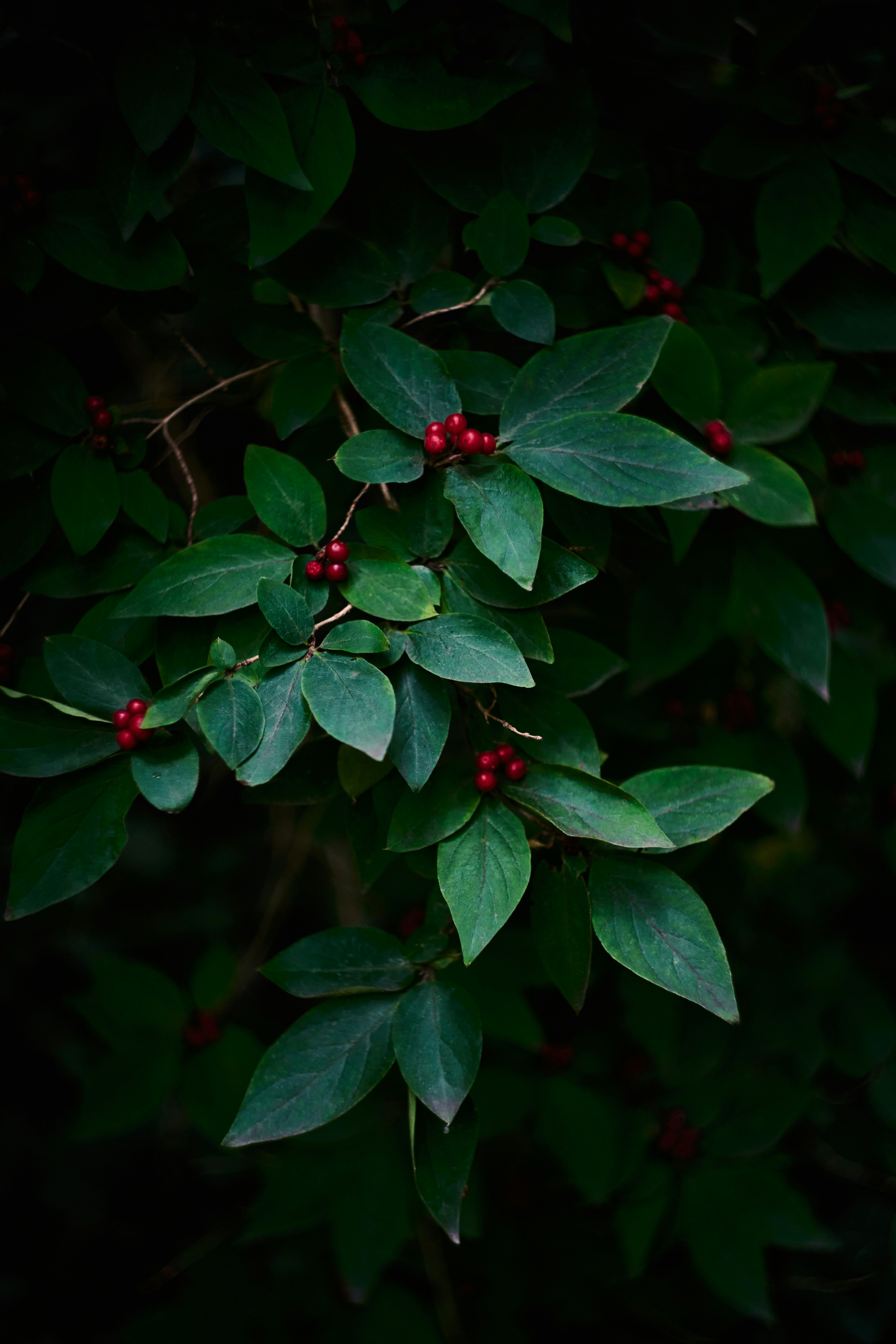 Red Berries Among Dense Greenery in Backlit Shadow