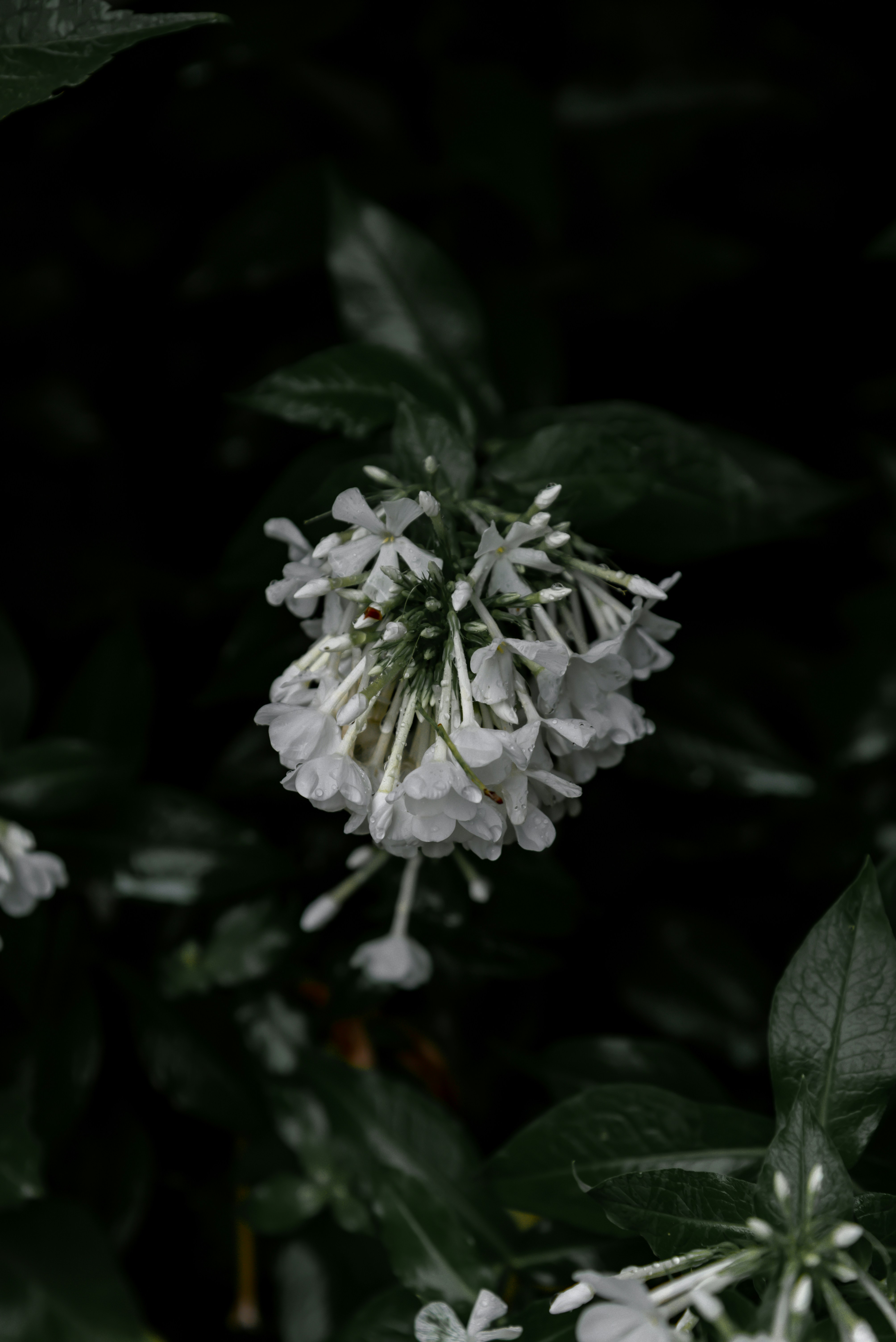 White blossom cluster emerging from shadowed greenery