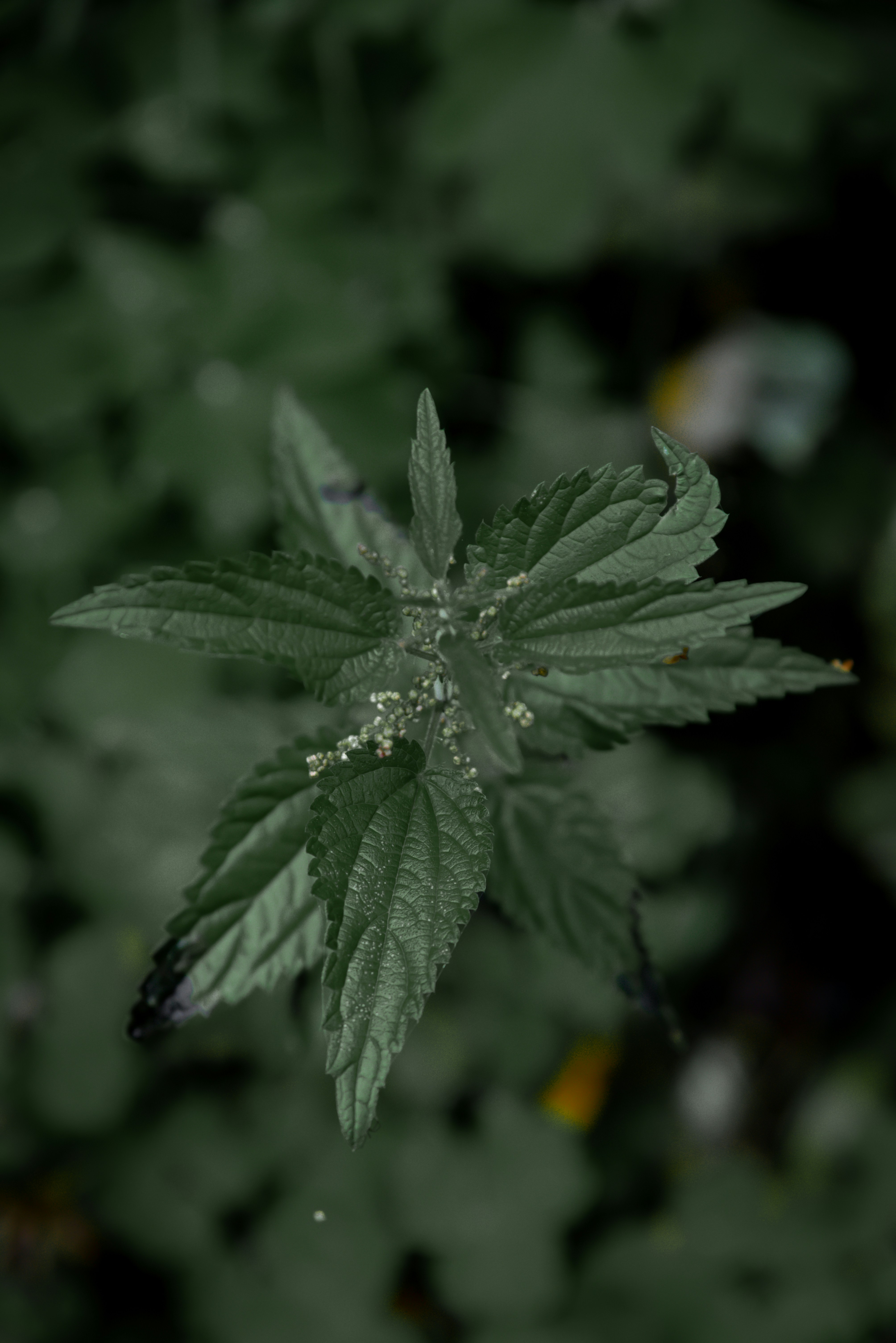 Dew-kissed nettle in shadowed greens
