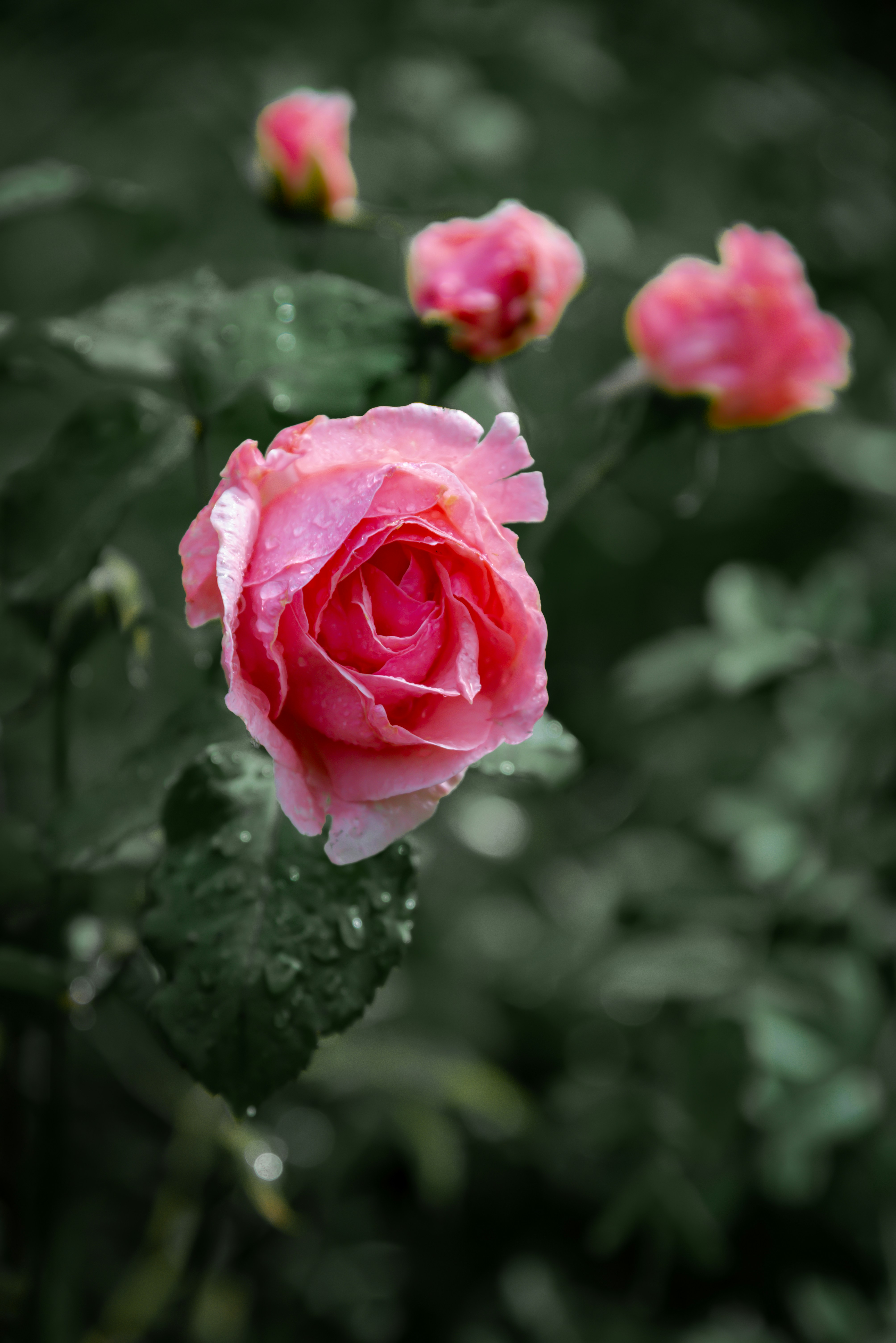 Pink Rose in Soft Focus: A Close-Frame Bloom in a Misty Garden