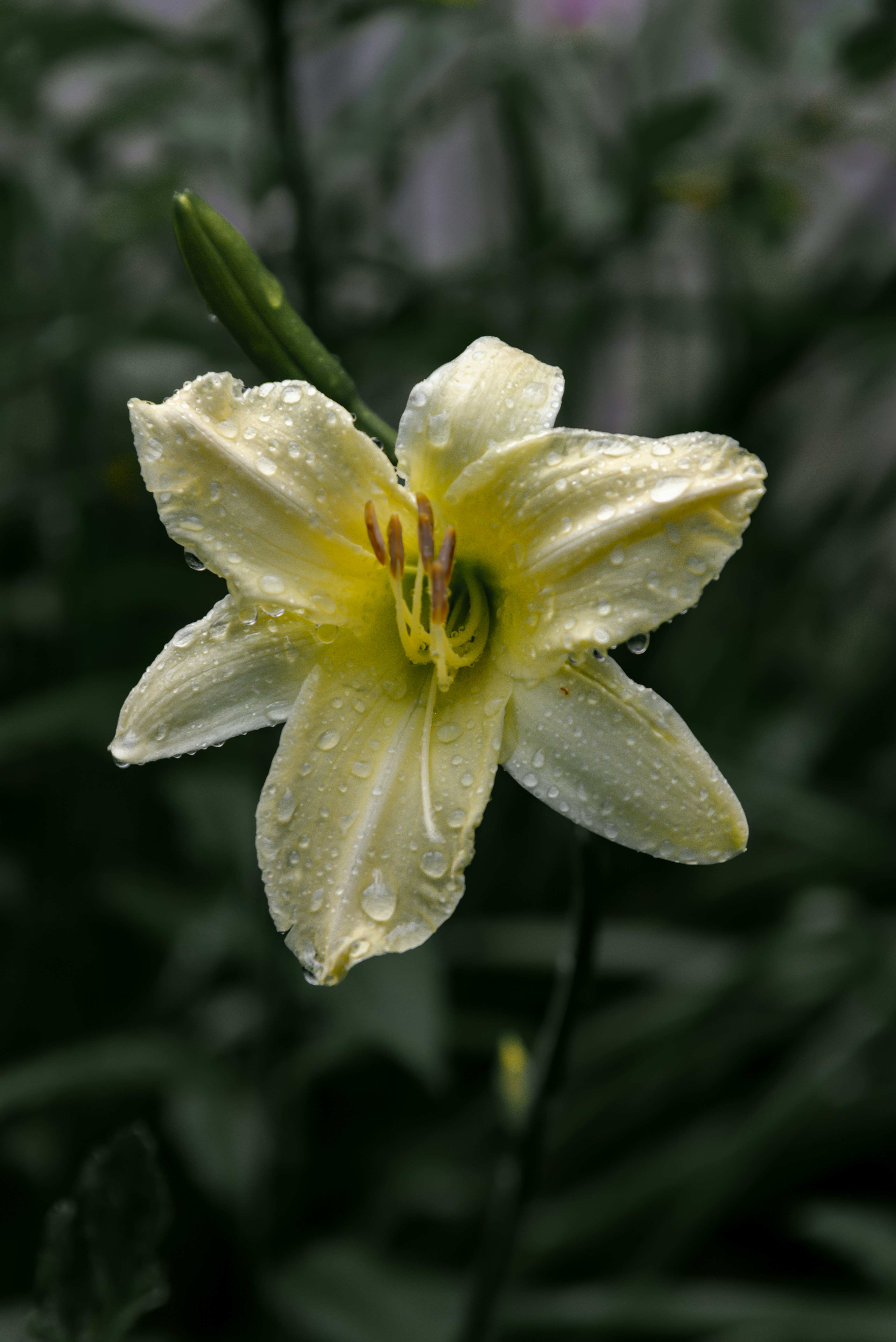 Beaded Yellow Lily Against a Soft Green Backdrop