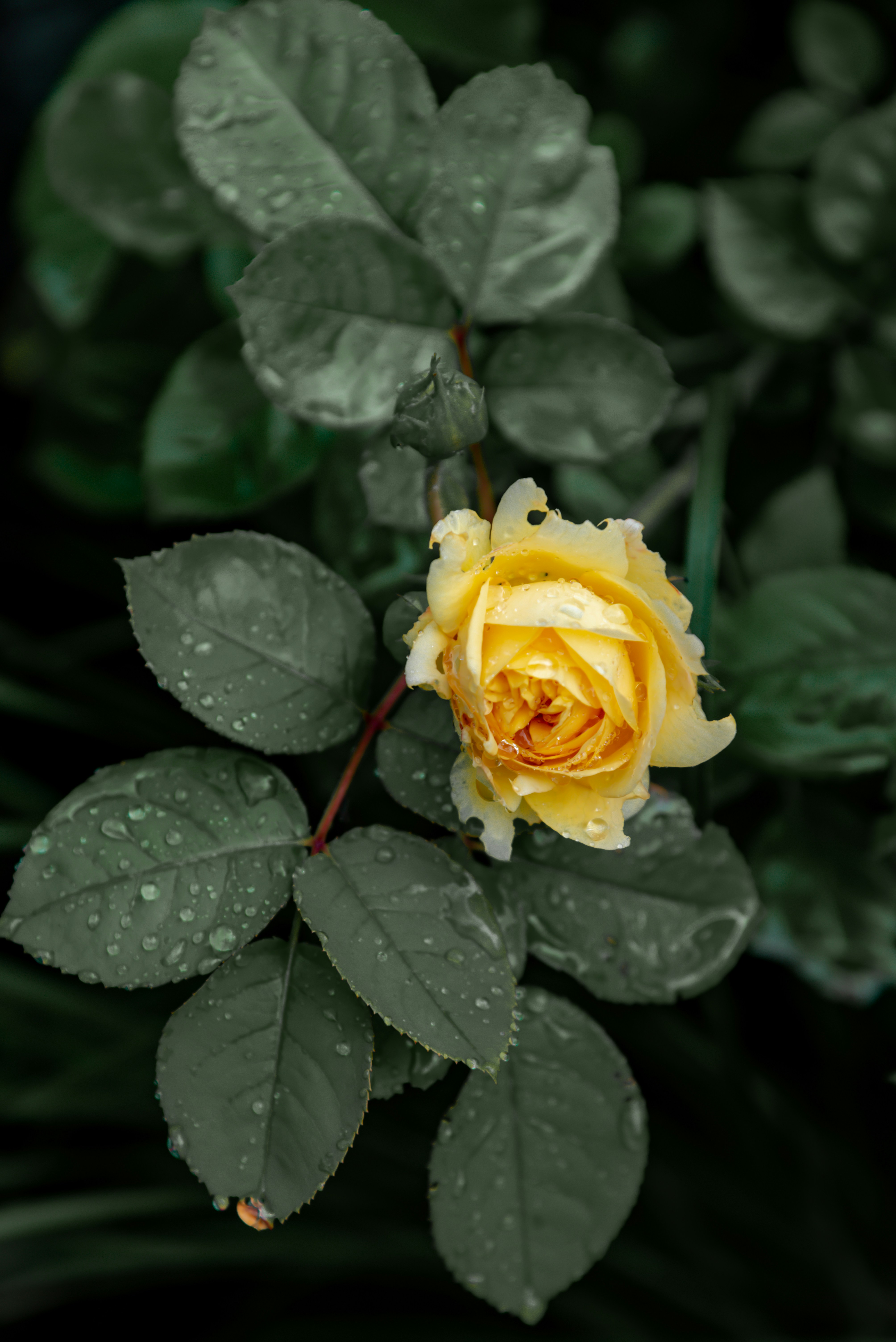 Yellow Rose in Dew-kissed Leaves