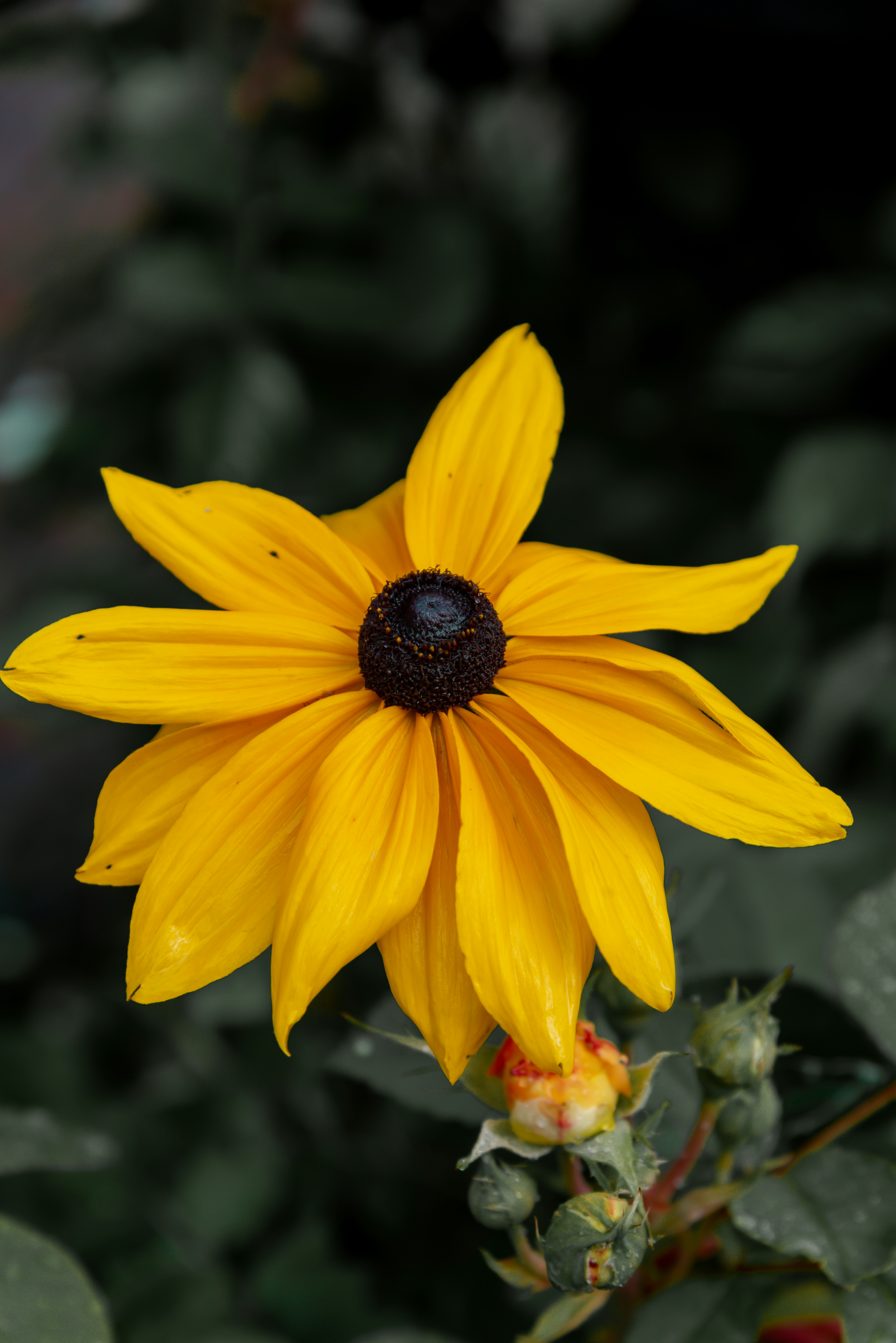 Sunlit Triumph: A Bright Yellow Core Against Quiet Green