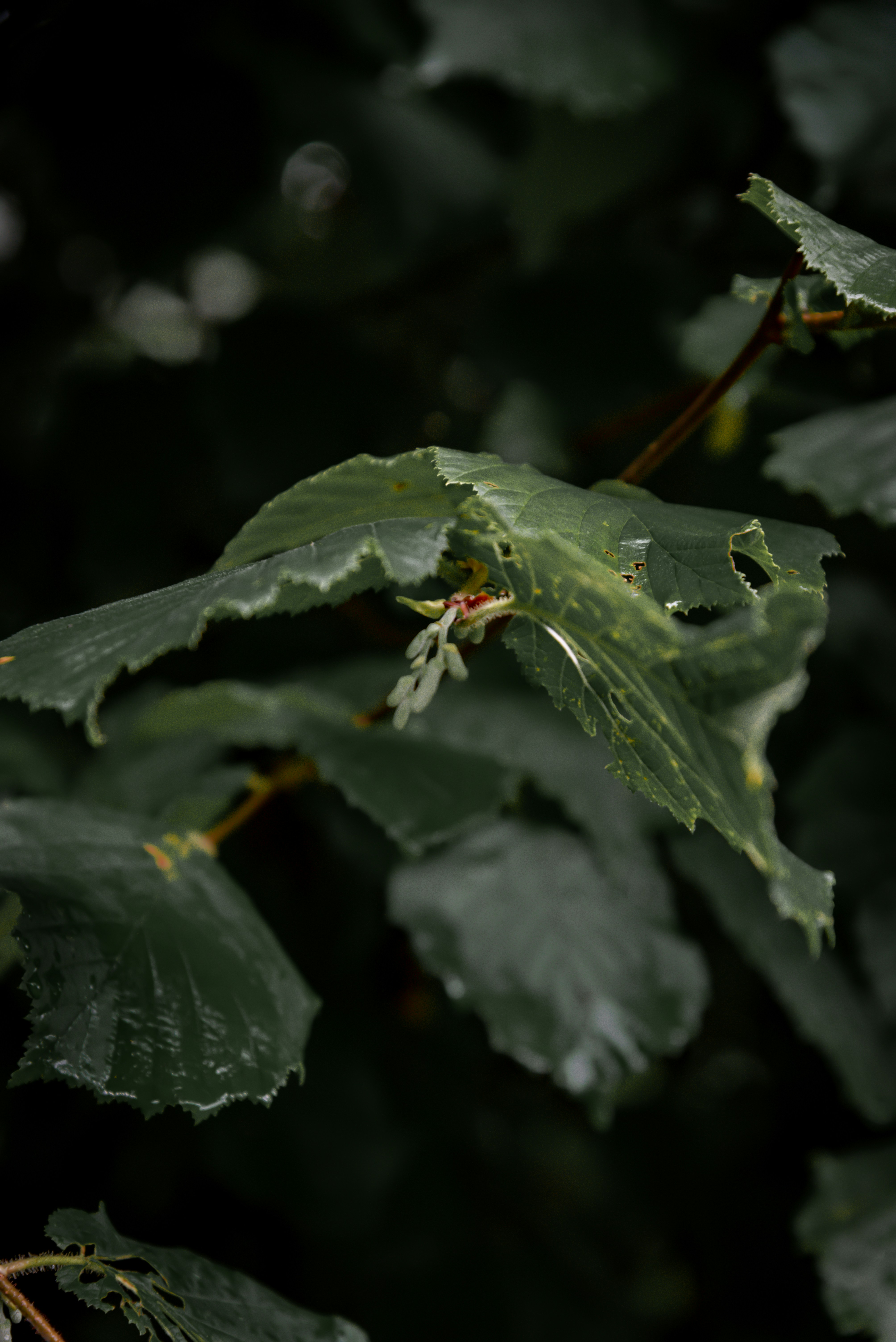 Midnight Green: A Fragile Leaf and Its Droplet