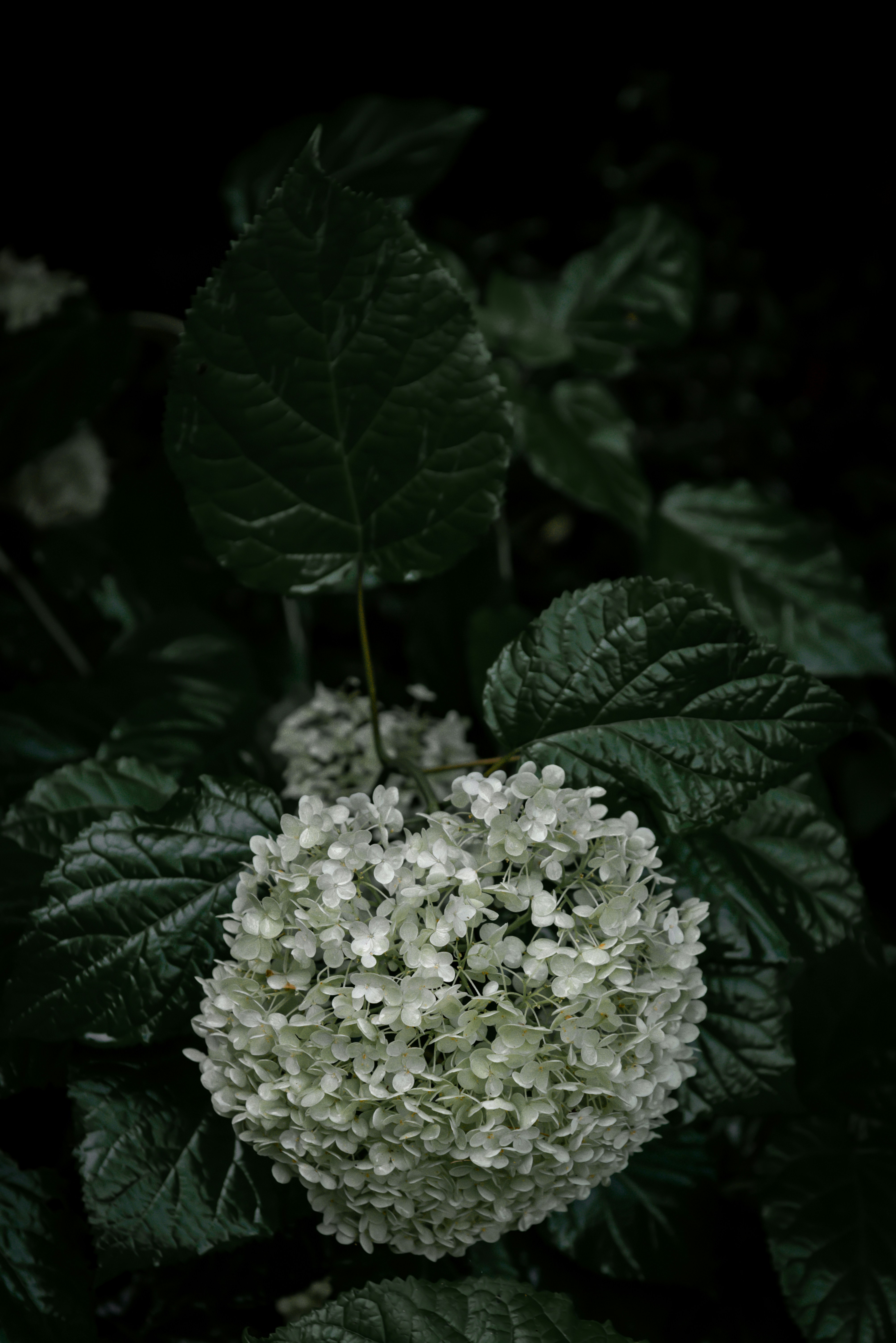 Moonlit Hydrangea Pearl