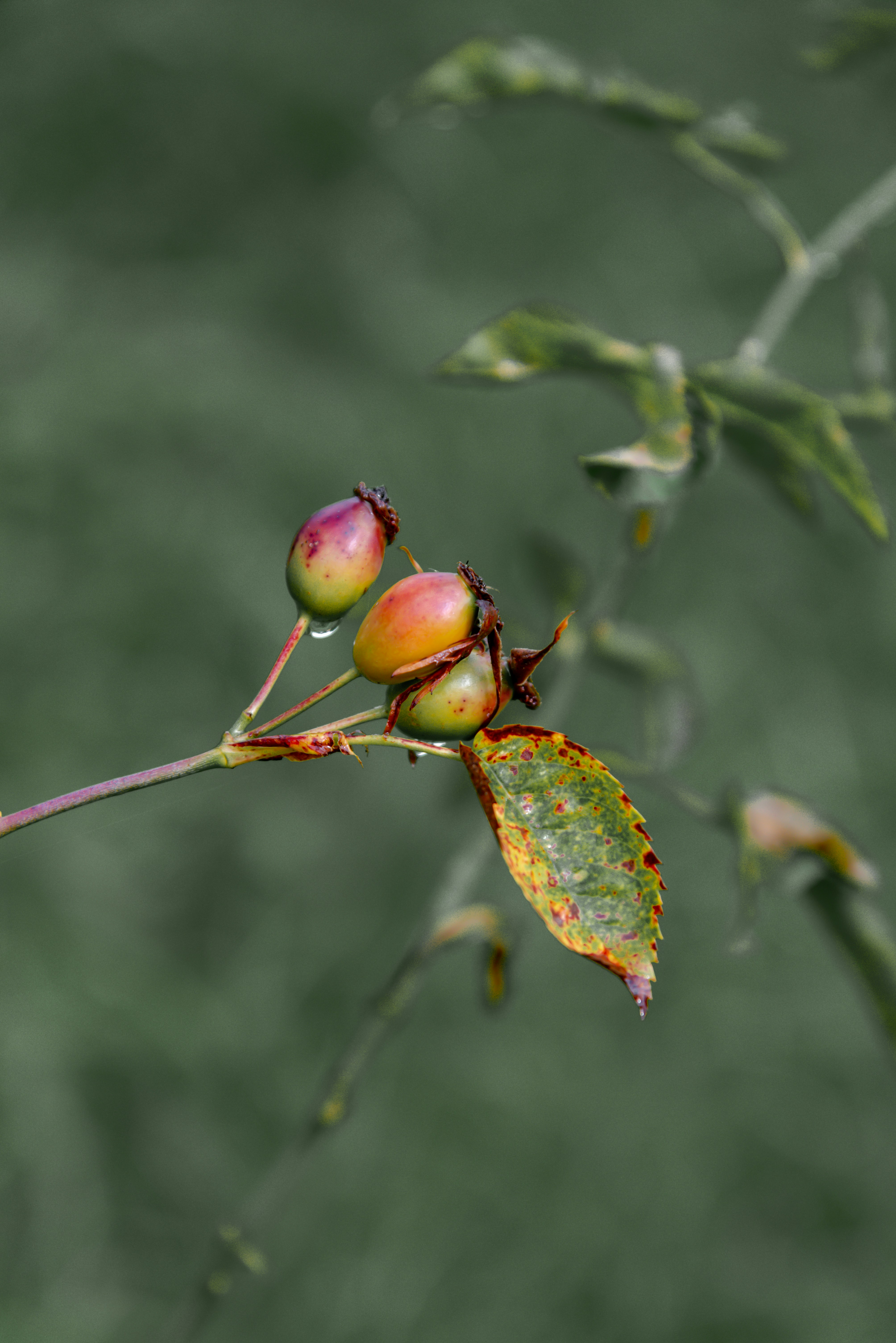 Close-up of ripening berries on a slender branch against a soft green backdrop