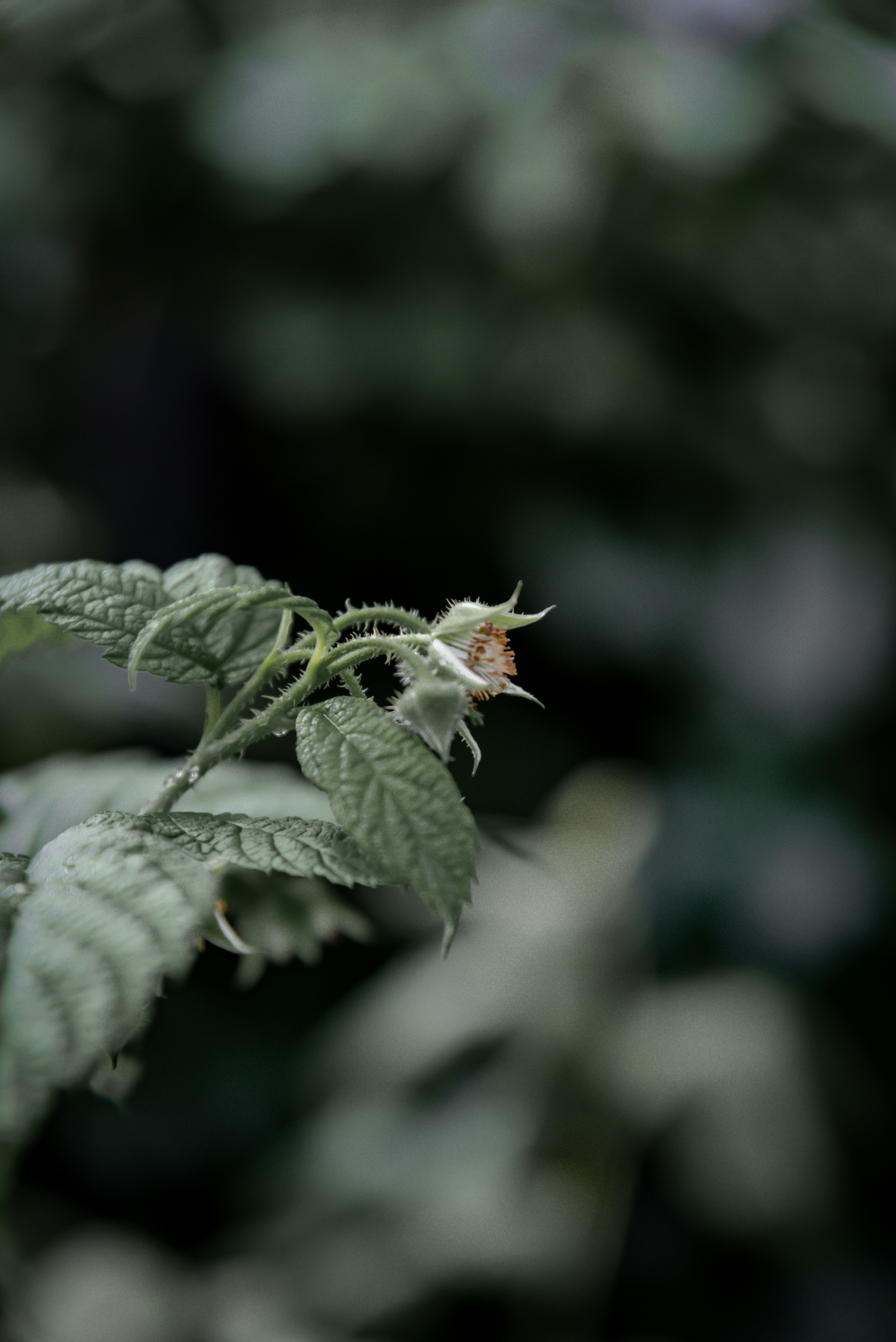 Withered Sunflower Bloom Caught in Quiet Green Drift