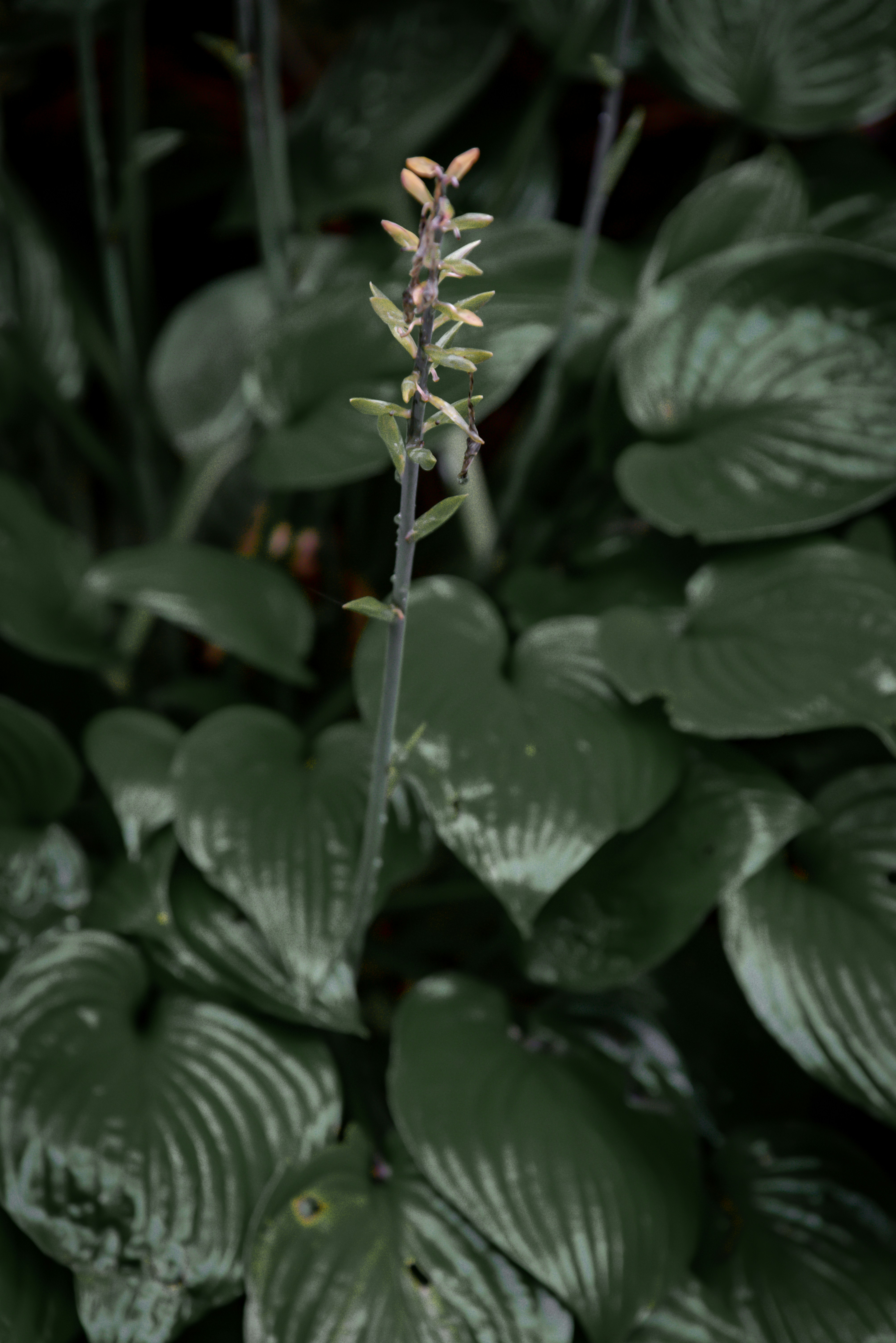 Vertical Bloom: A slender stalk rises amid dark-green hosta leaves
