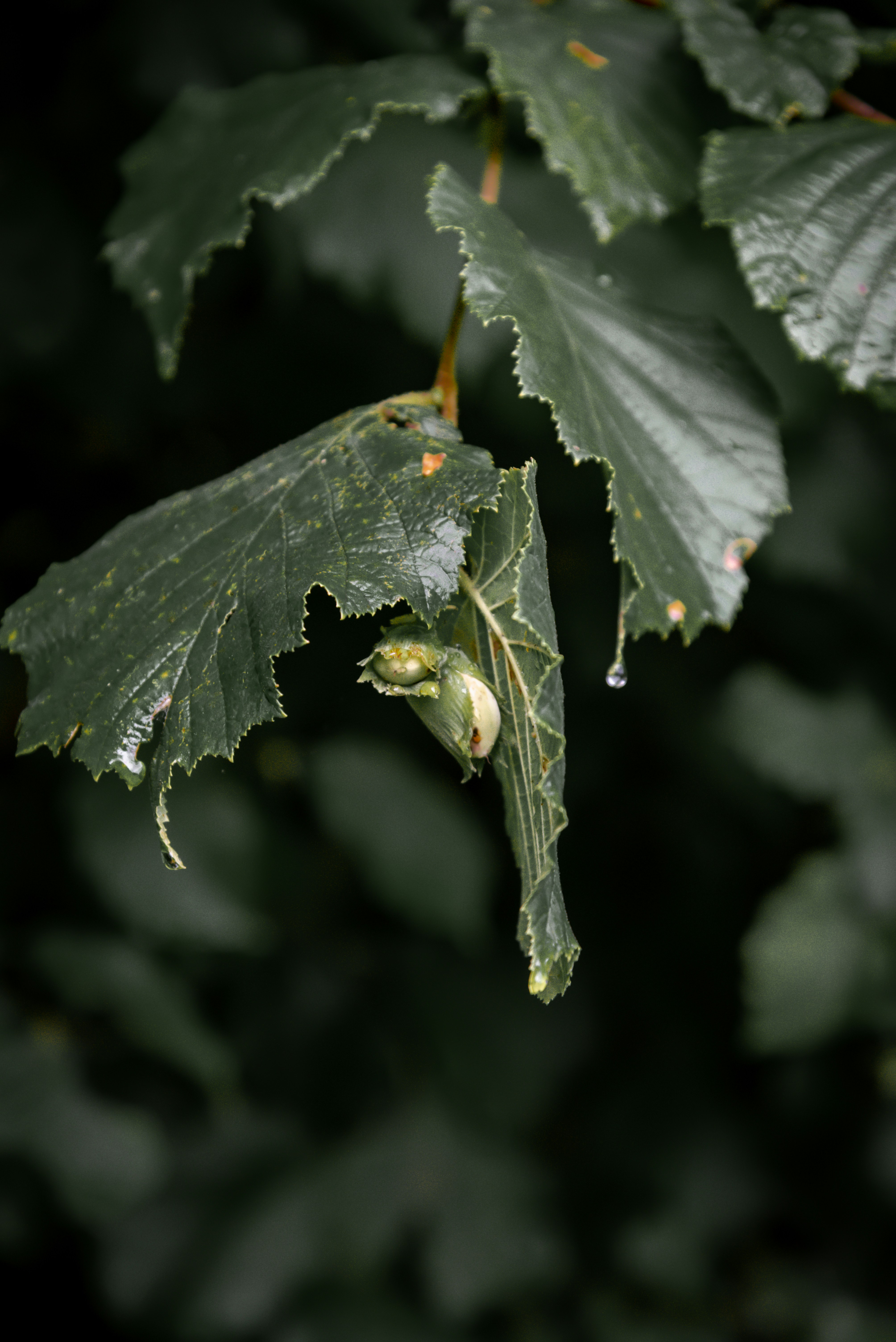 Emerald Leaf with Hidden Seed Pod on a Dusk-Soft Vine