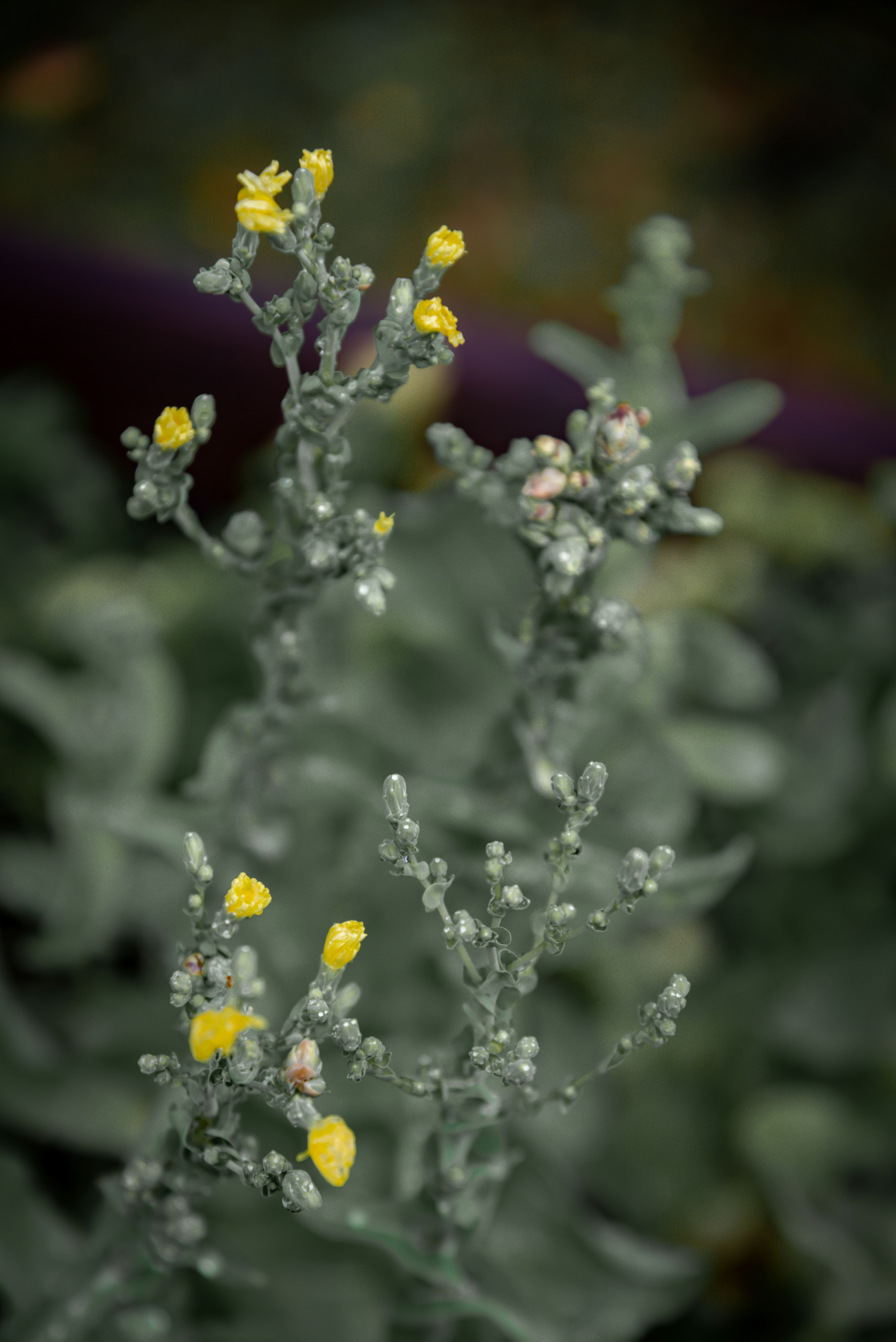 Yellow-tipped blossoms rise through frosted stems in soft focus