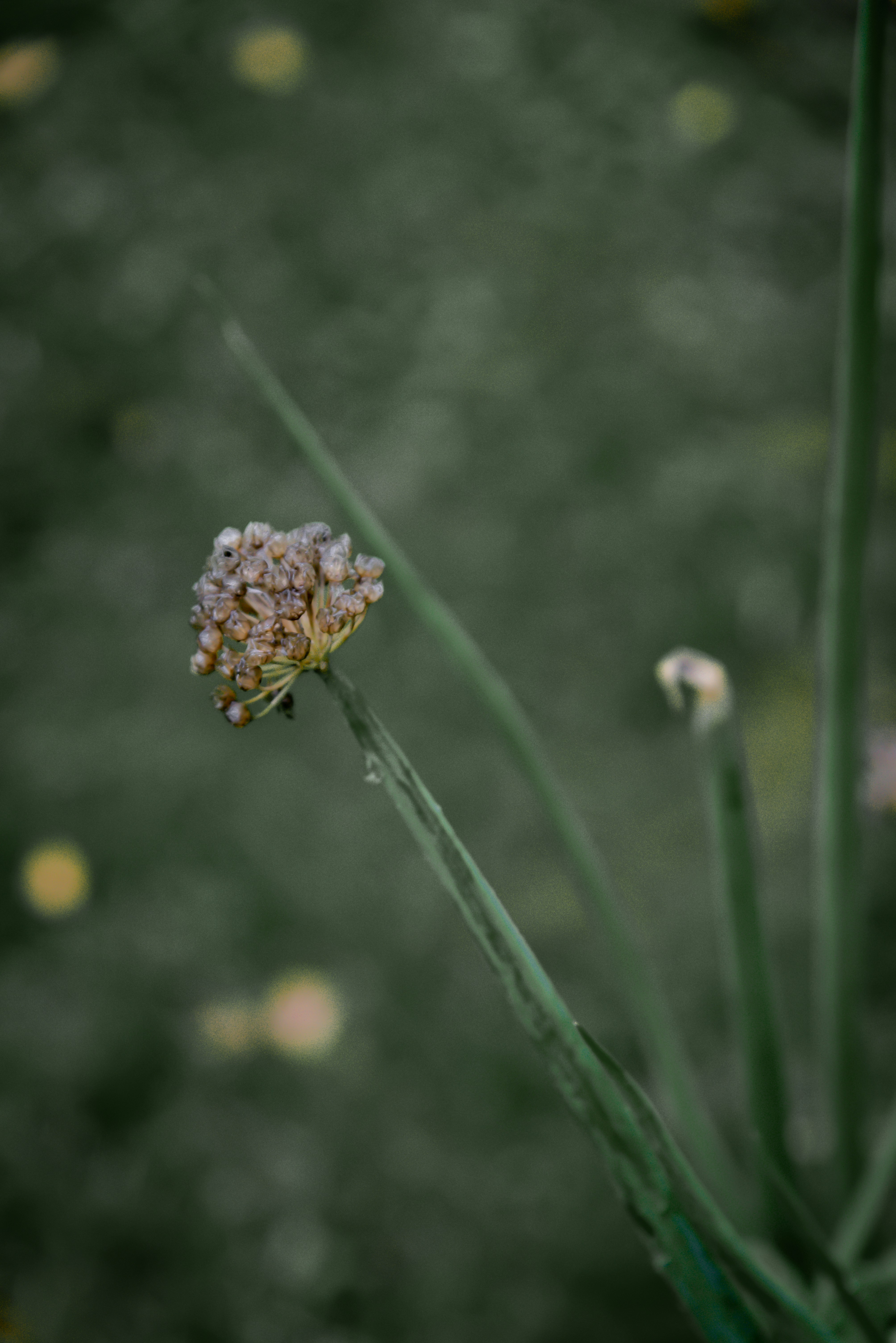 Withered Umbel, Quiet Field
