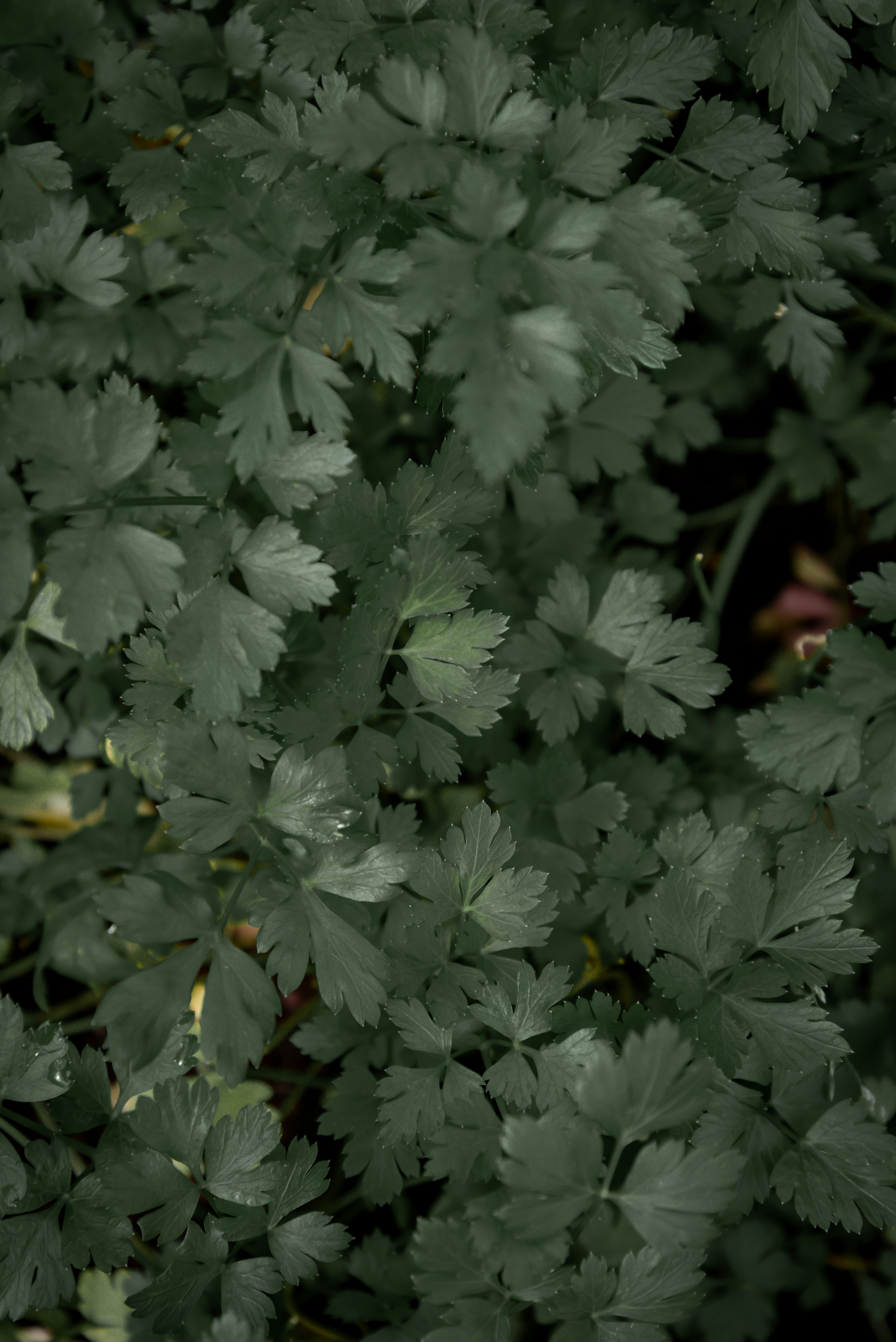 Midnight Green: A Dense Carpet of Leaves