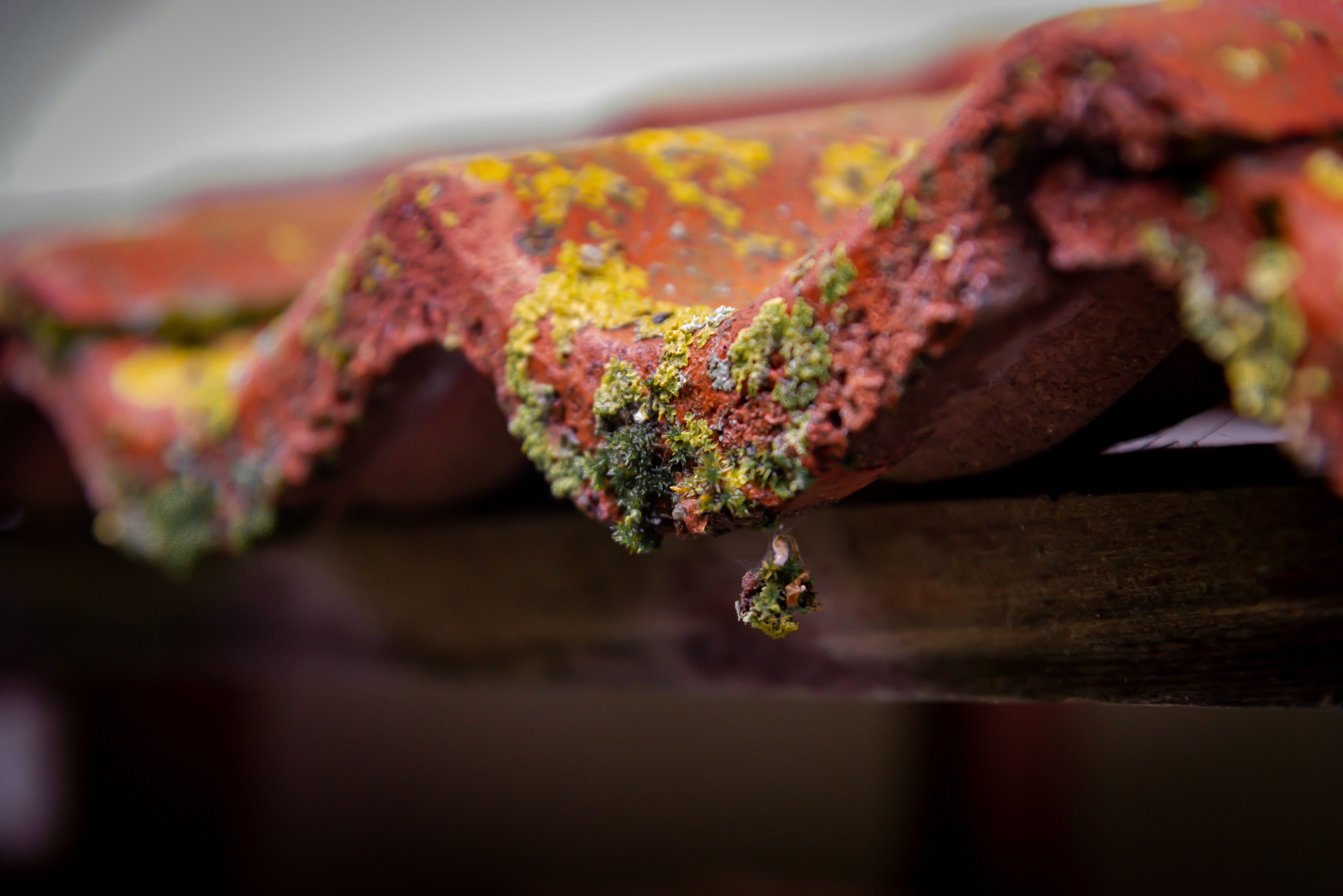 Lichen-rimmed Roof Tile with a Dropping Drip