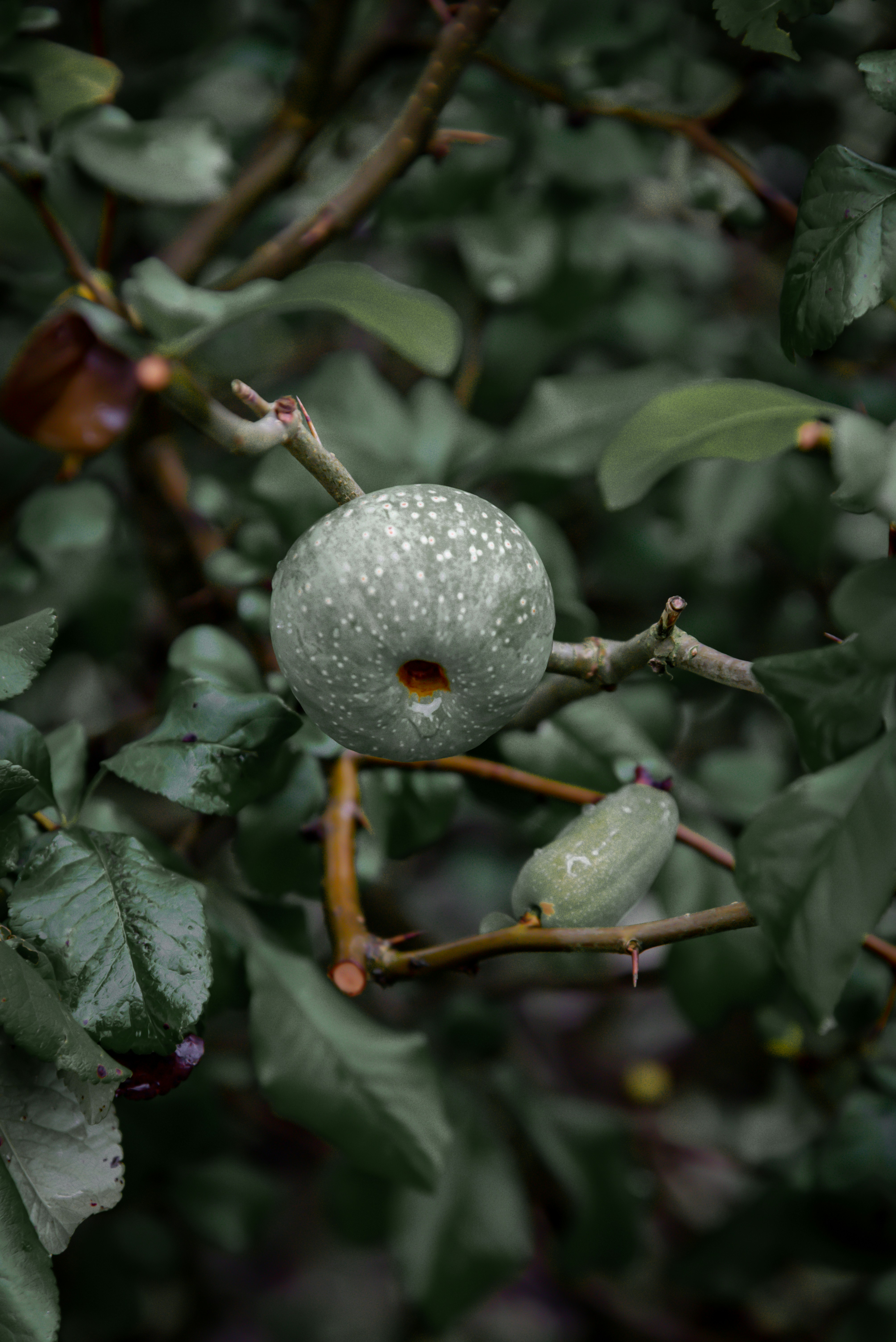 A single green fruit with speckled skin rests on a branch amid dark green leaves; background foliage blurs to emphasize the fruit as the focal point. The image is a natural still-life photograph.
