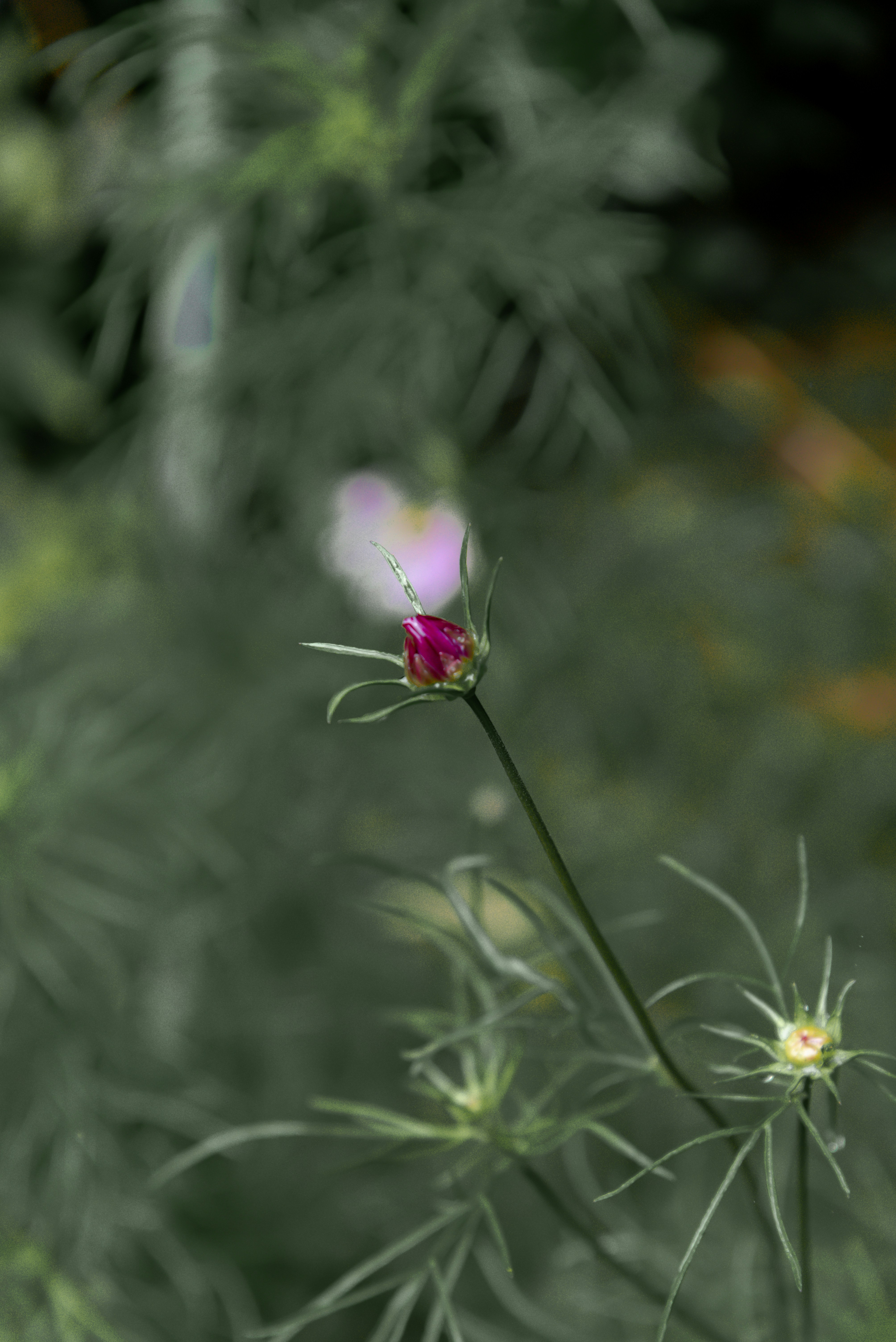 Pink bud amid wispy greenery: a garden macro moment