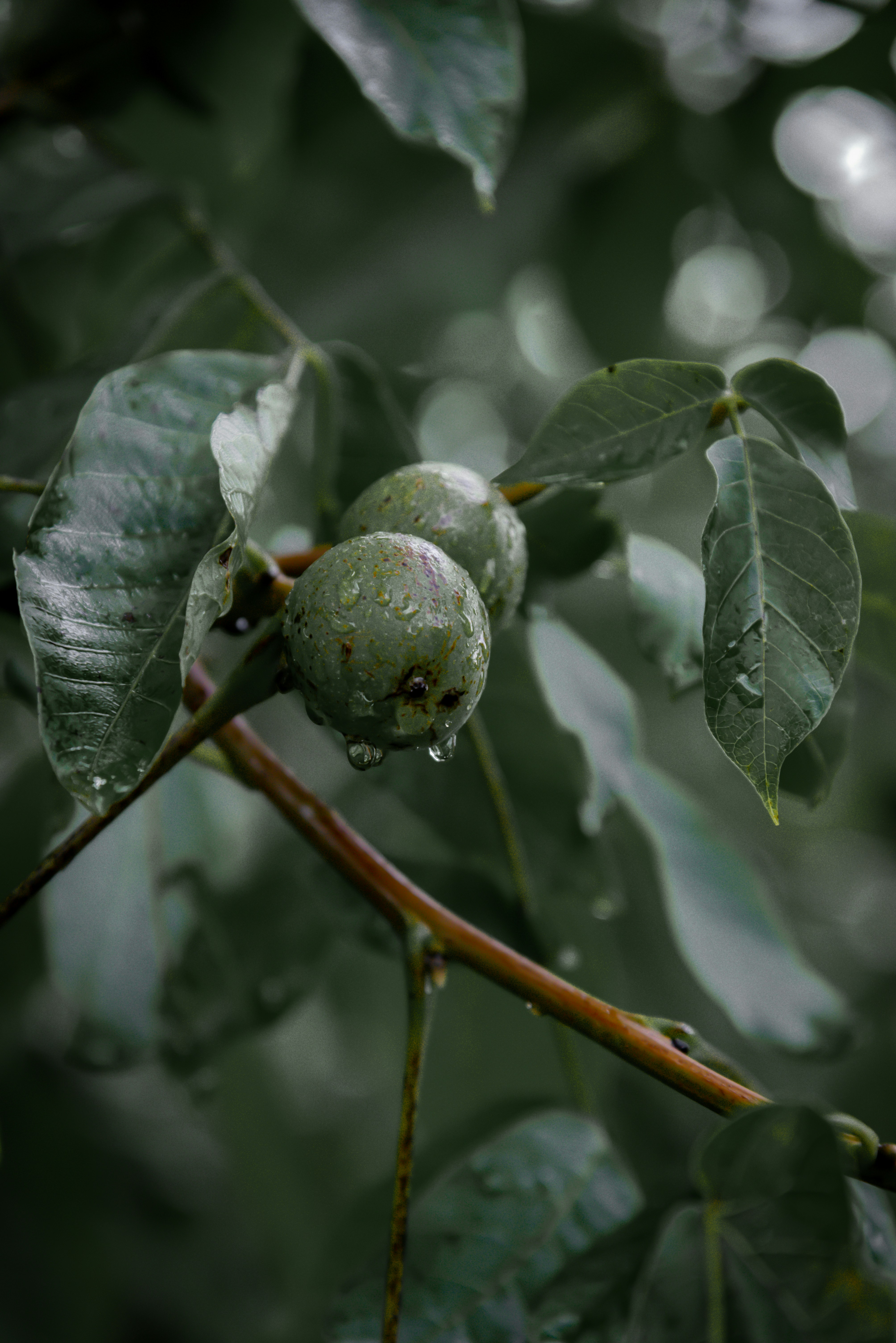 Dew-kissed fruit on a quiet branch