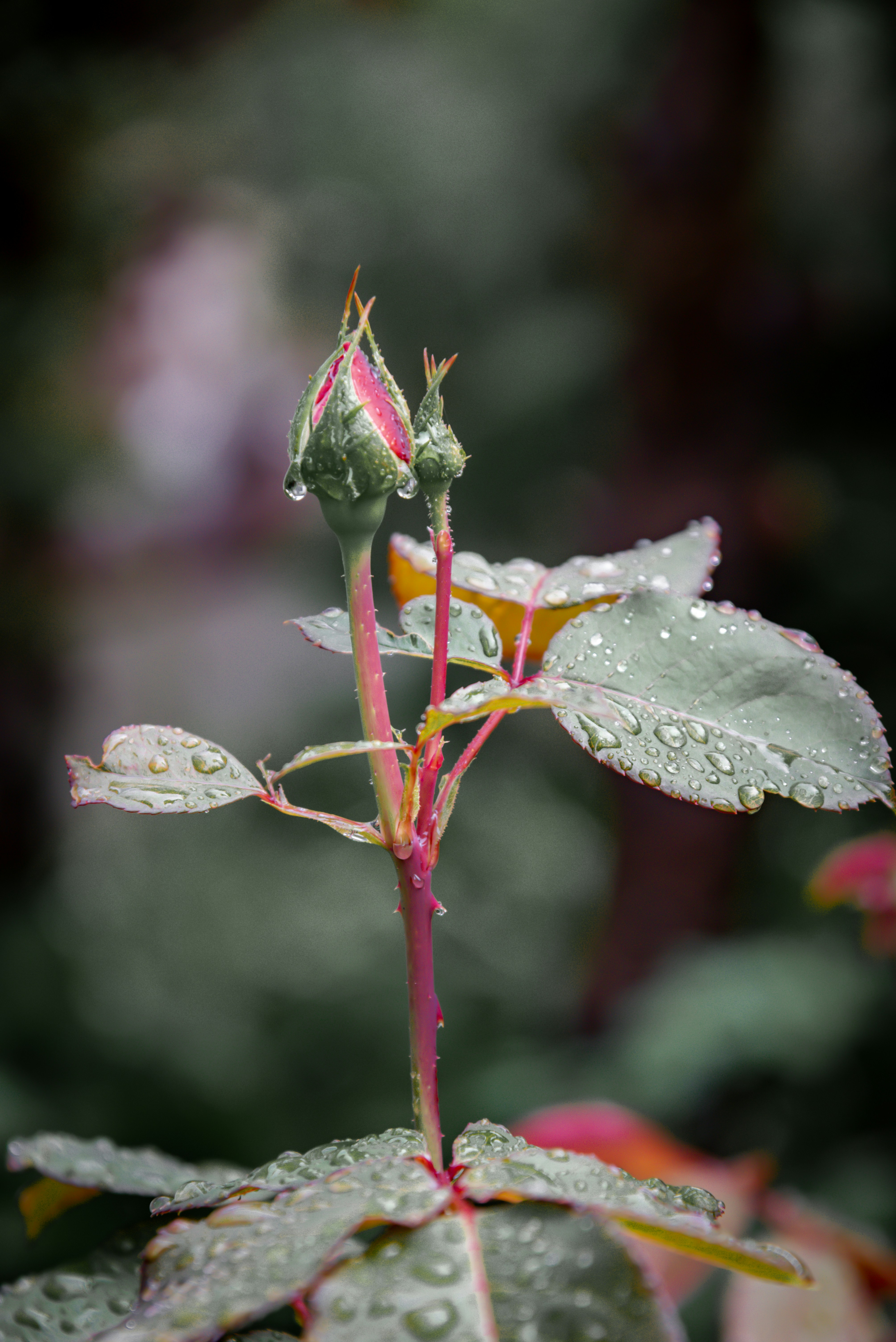 Early Bloom: Dew-Kissed Rose Bud with Pink-tinged Stem