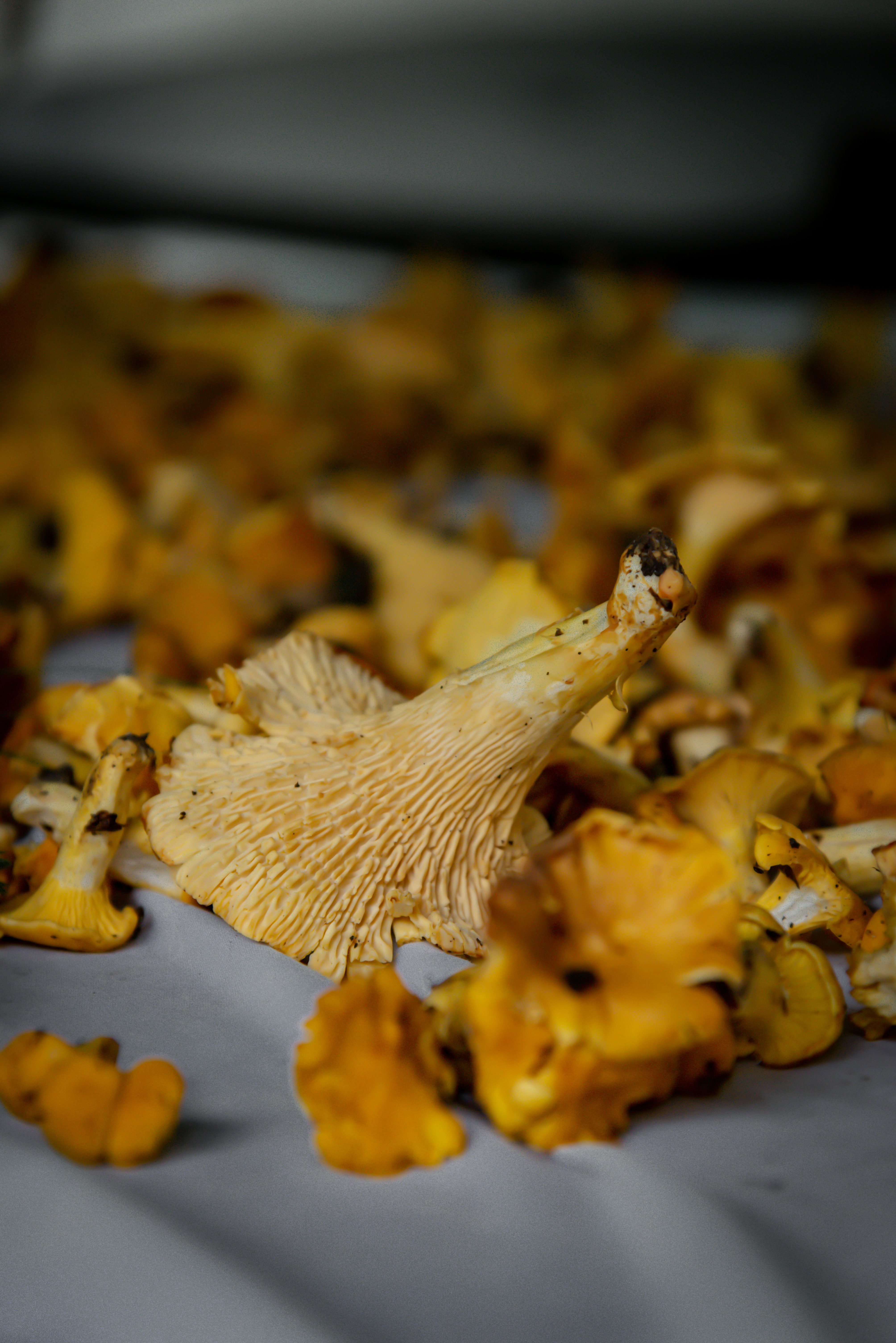 Fungus Among Pebbles: A Spotlight on a Lone Chanterelle