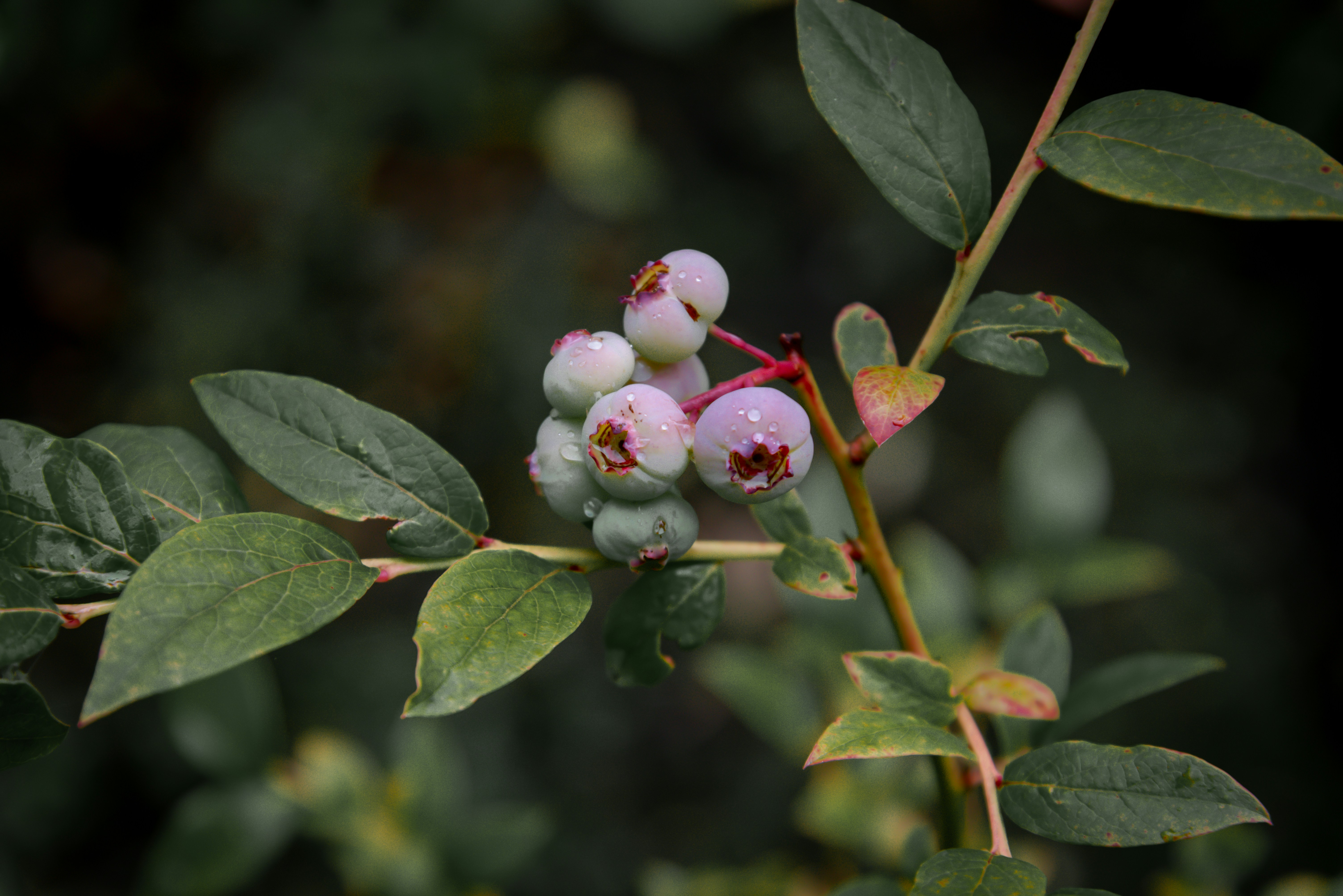 Berry cluster in soft focus garden veil