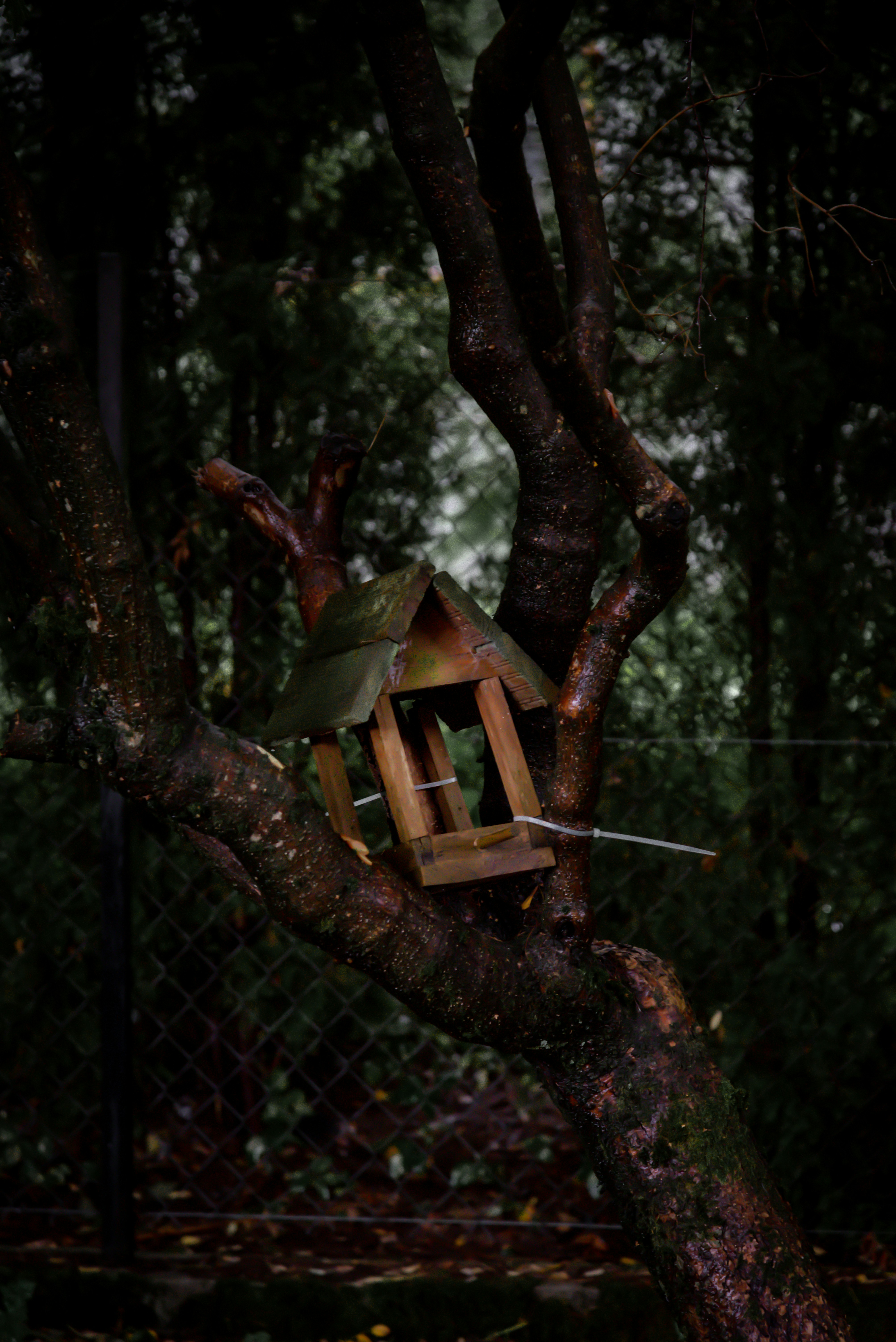 Whittled Shelter: A Birdhouse Nests in the Gnarled Branches